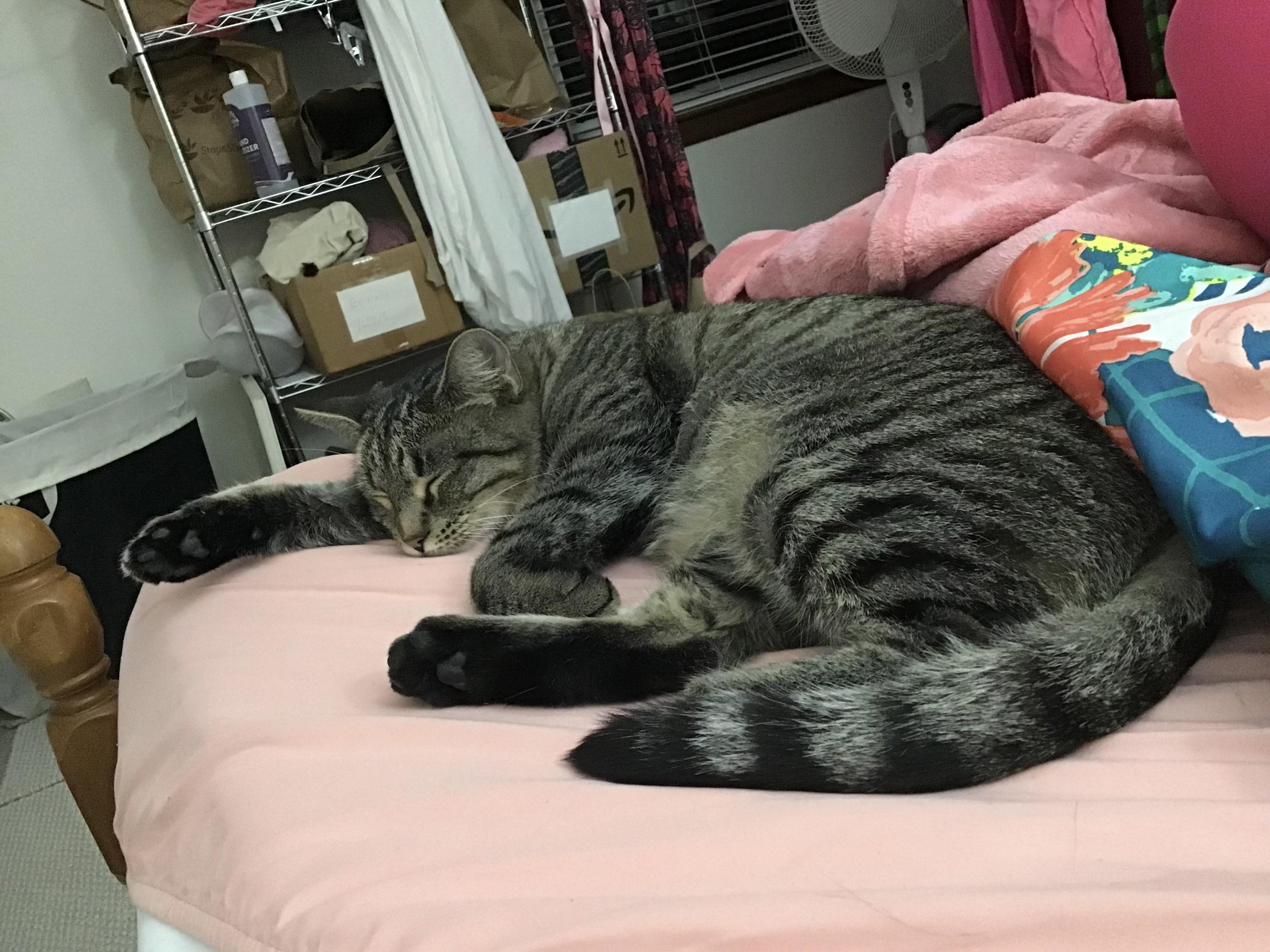 I call her my furry flower. | Scrolller