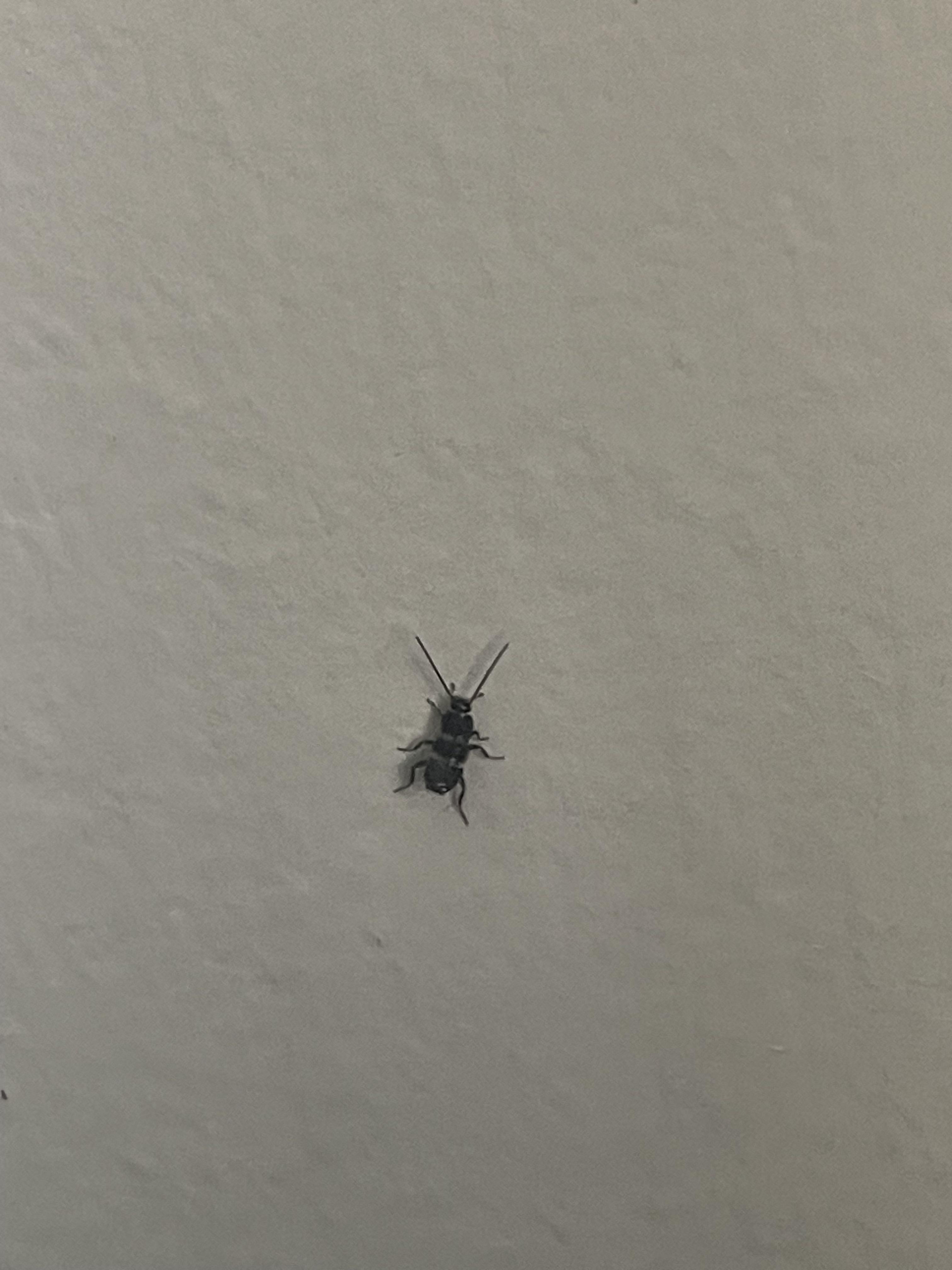 Is this a cockroach nymph or a friend? Virginia Beach, VA | Scrolller