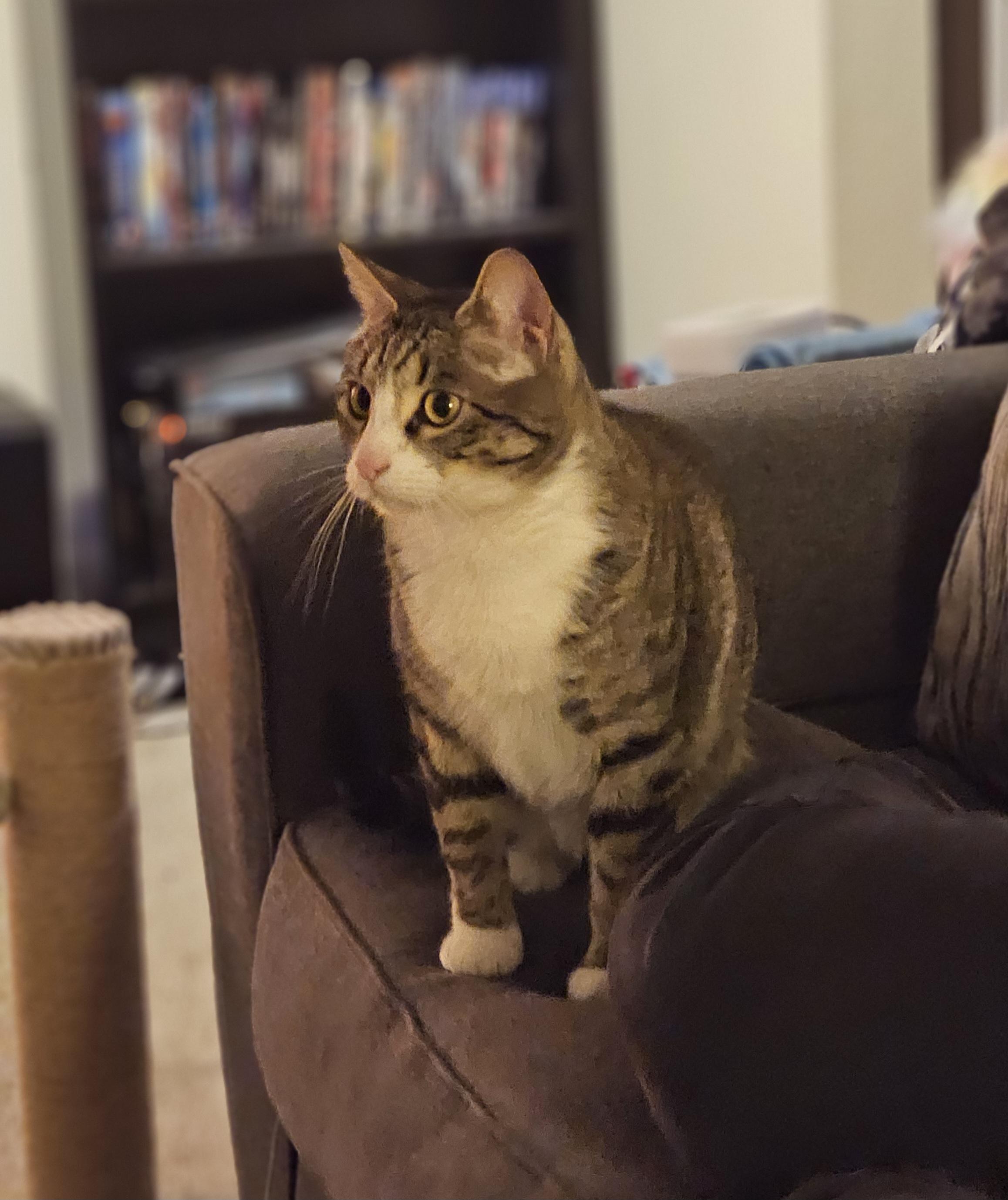 (OC) Our daughter moved back in along with Mr. Noodle. Love having a ...