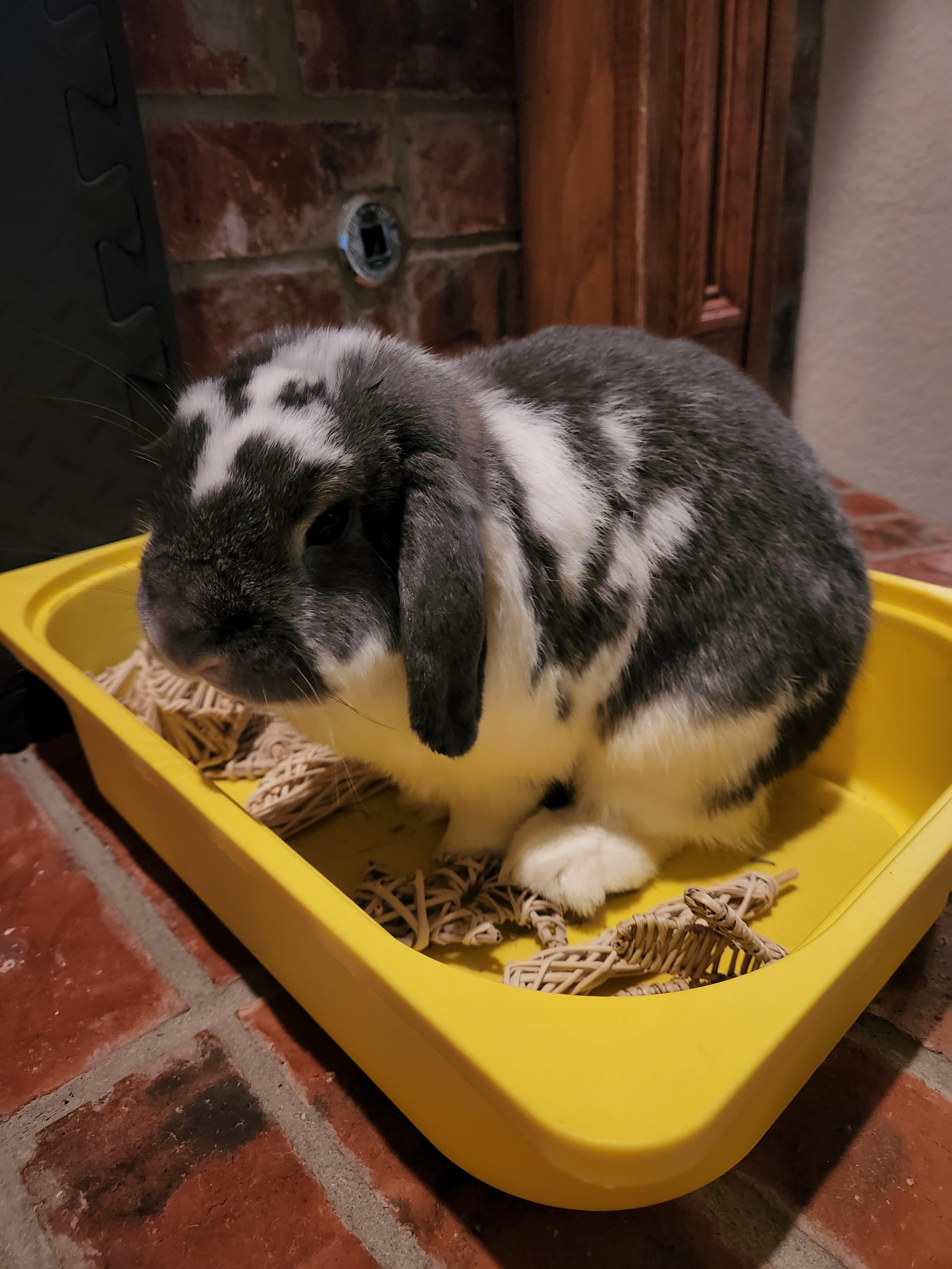 Lookit this handsome buck! | Scrolller