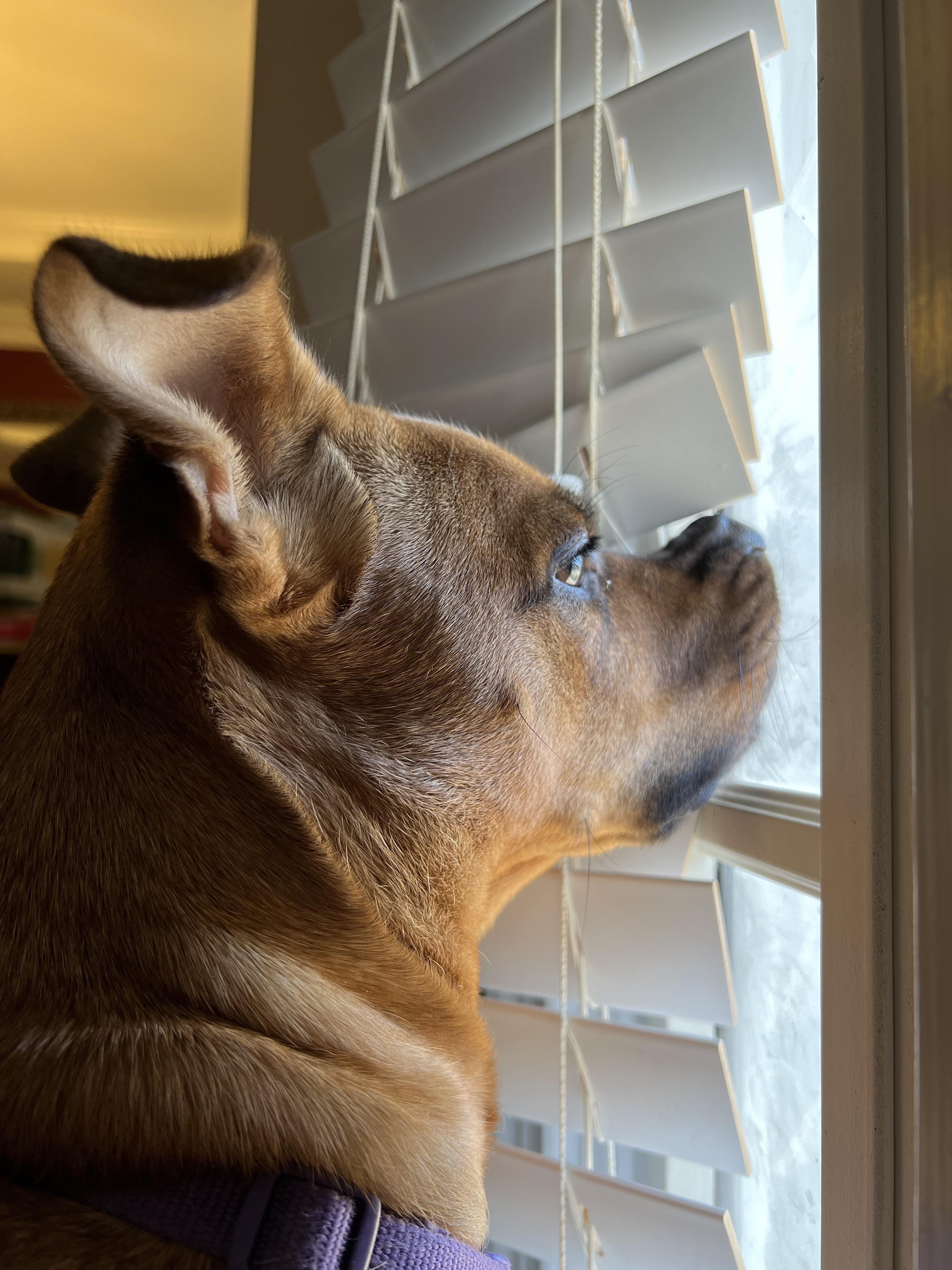 My foster dog scrunches her nose against the window to get a better ...
