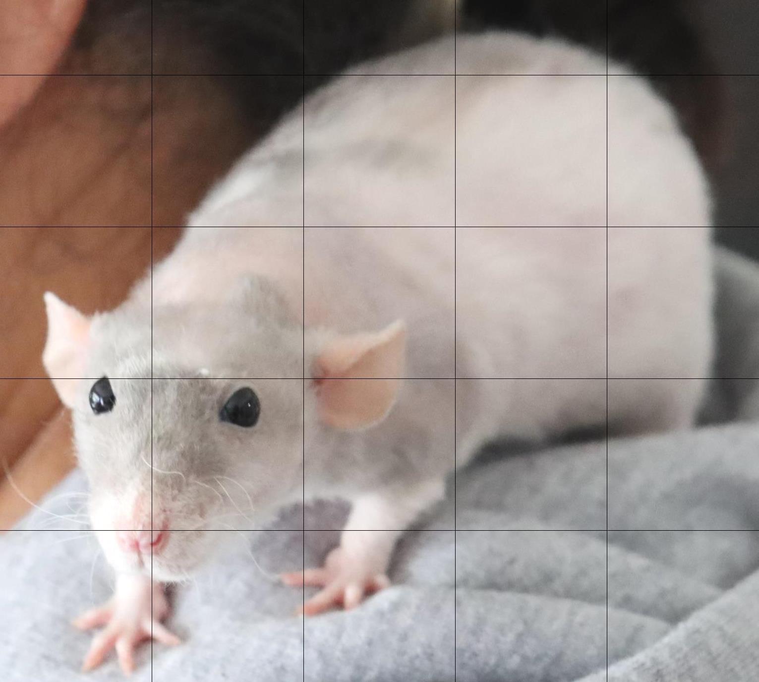 My attempt to draw my sister’s Rat. | Scrolller