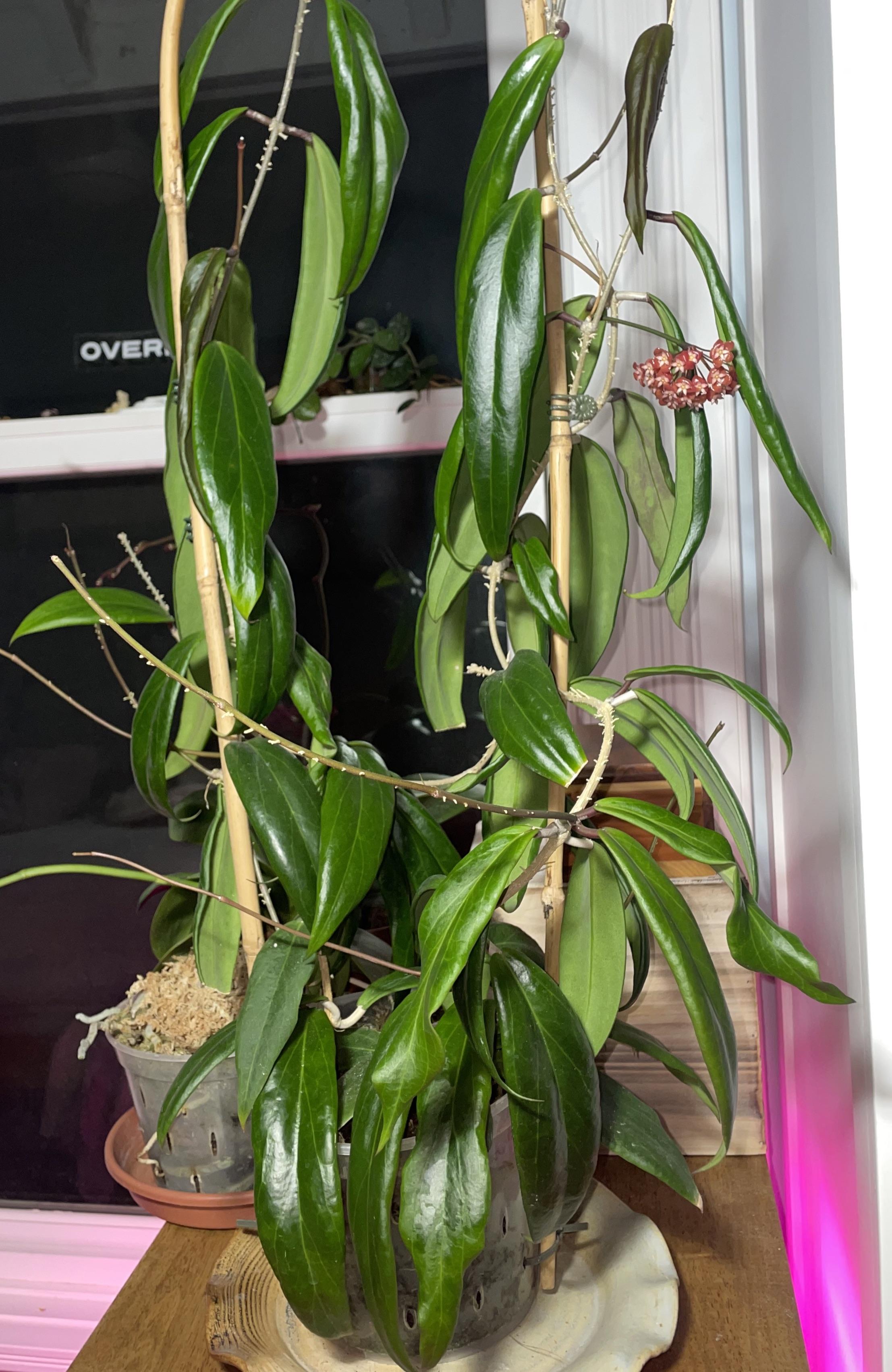 Hoya ilagiorum first flowers 🌺 | Scrolller
