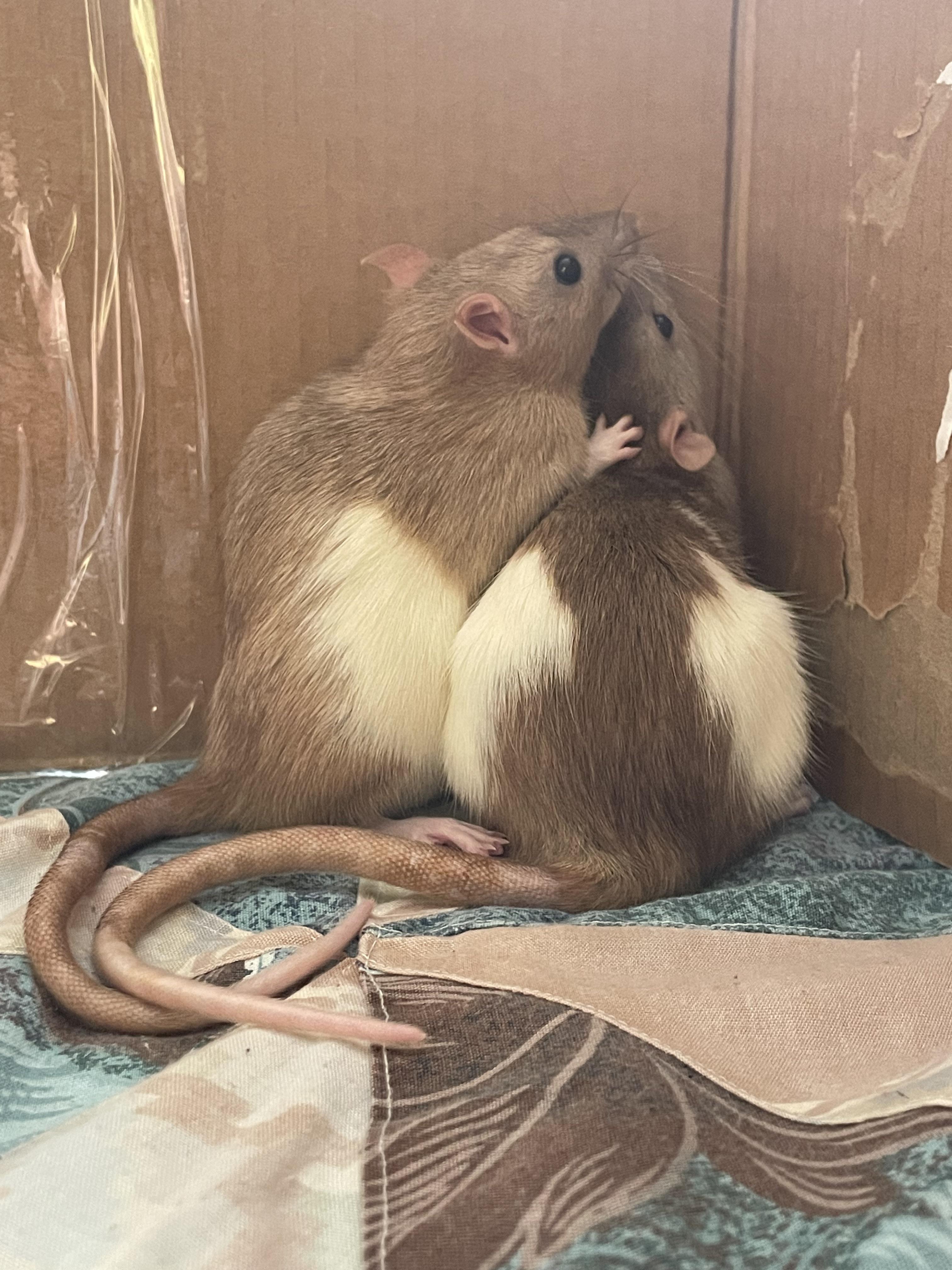 My two girls Layla and Ivy are inseparable | Scrolller