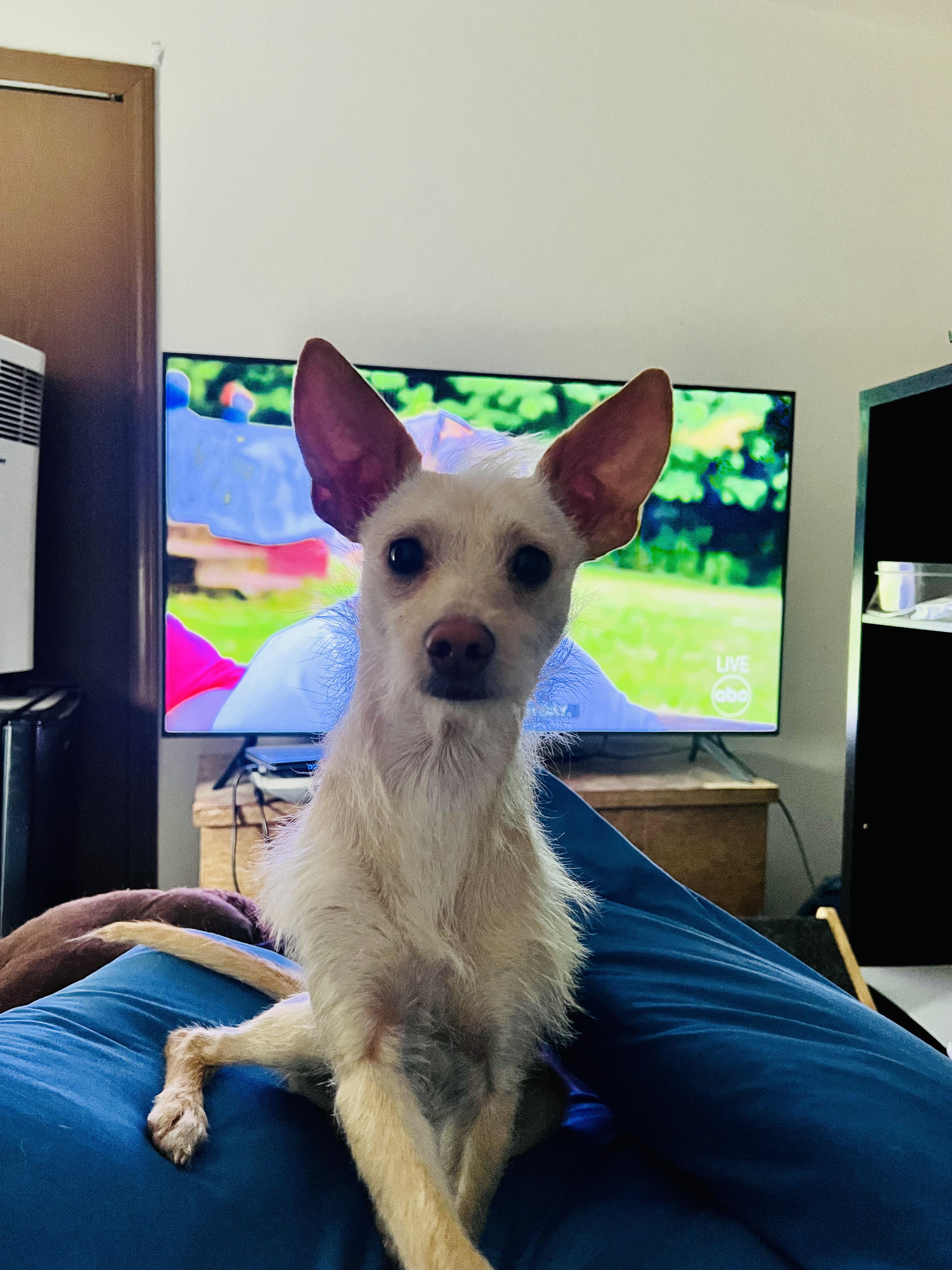 Discover more like Aww: [OC] It’s Henry’s first adoption day! and Related Content | Scrolller