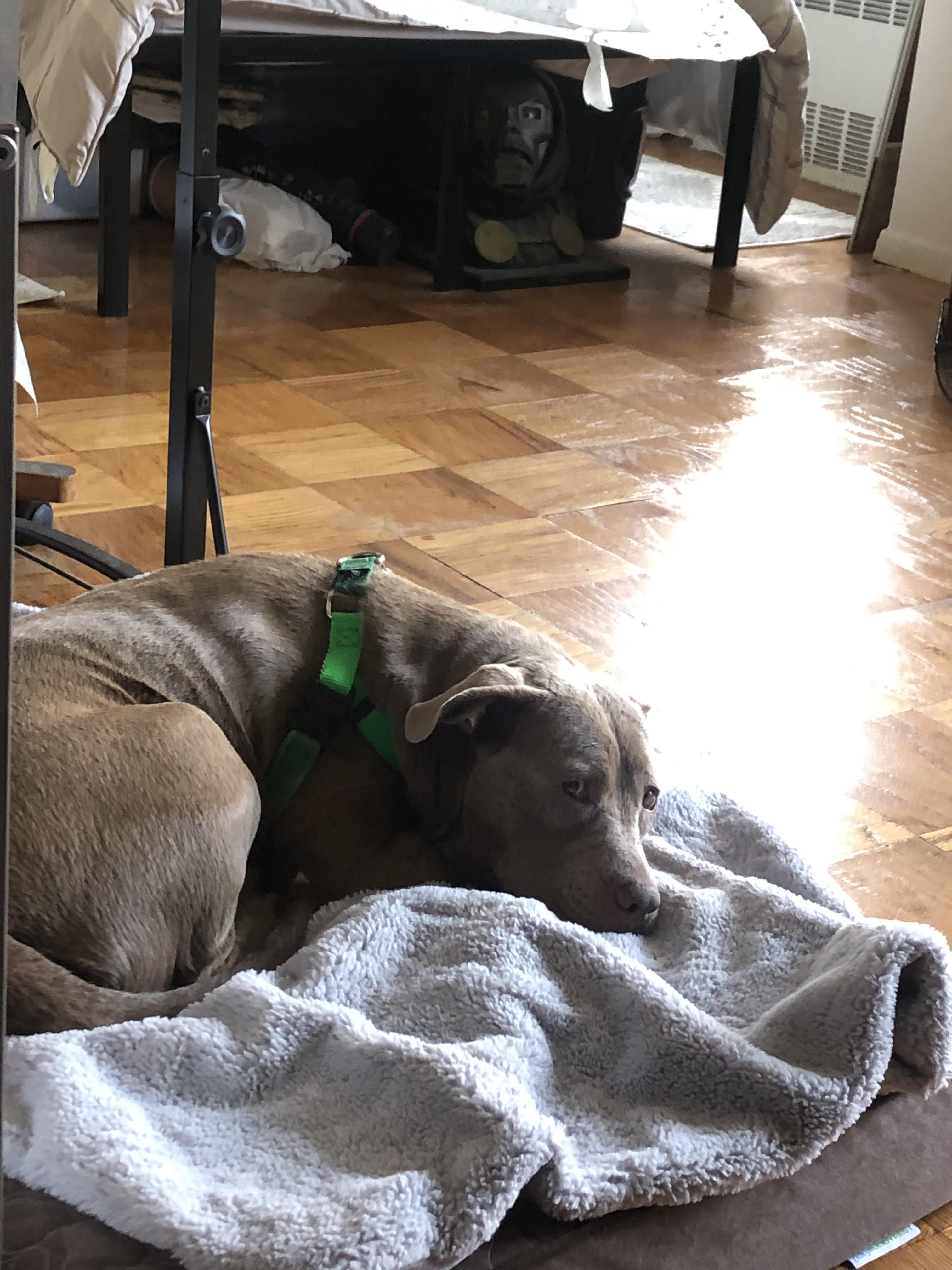 Whisper Foster Pupdate | Scrolller