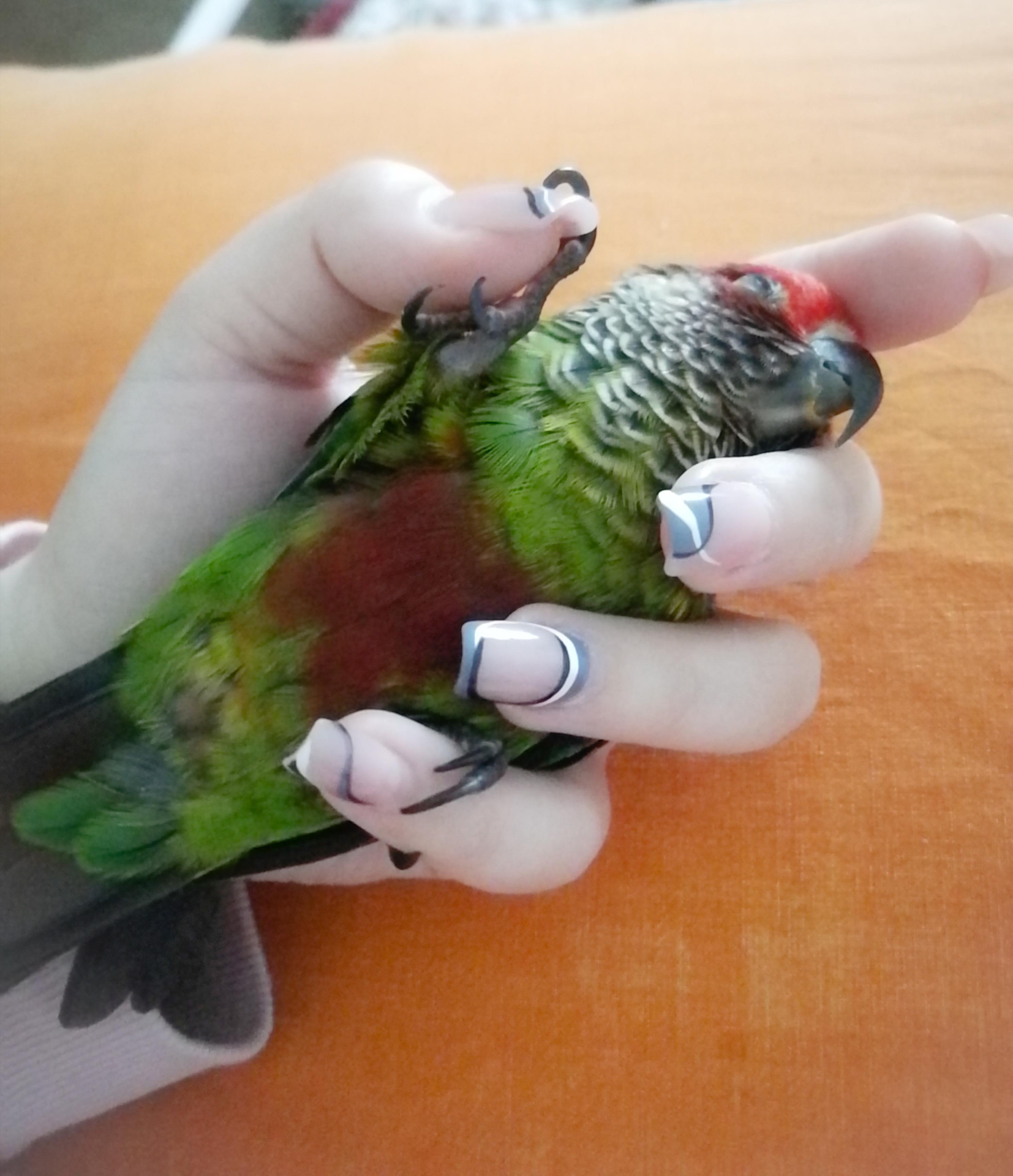 She wasn't hand raised, hand tamed, a baby, not even under 1 year old, she was an adult sick pet ...