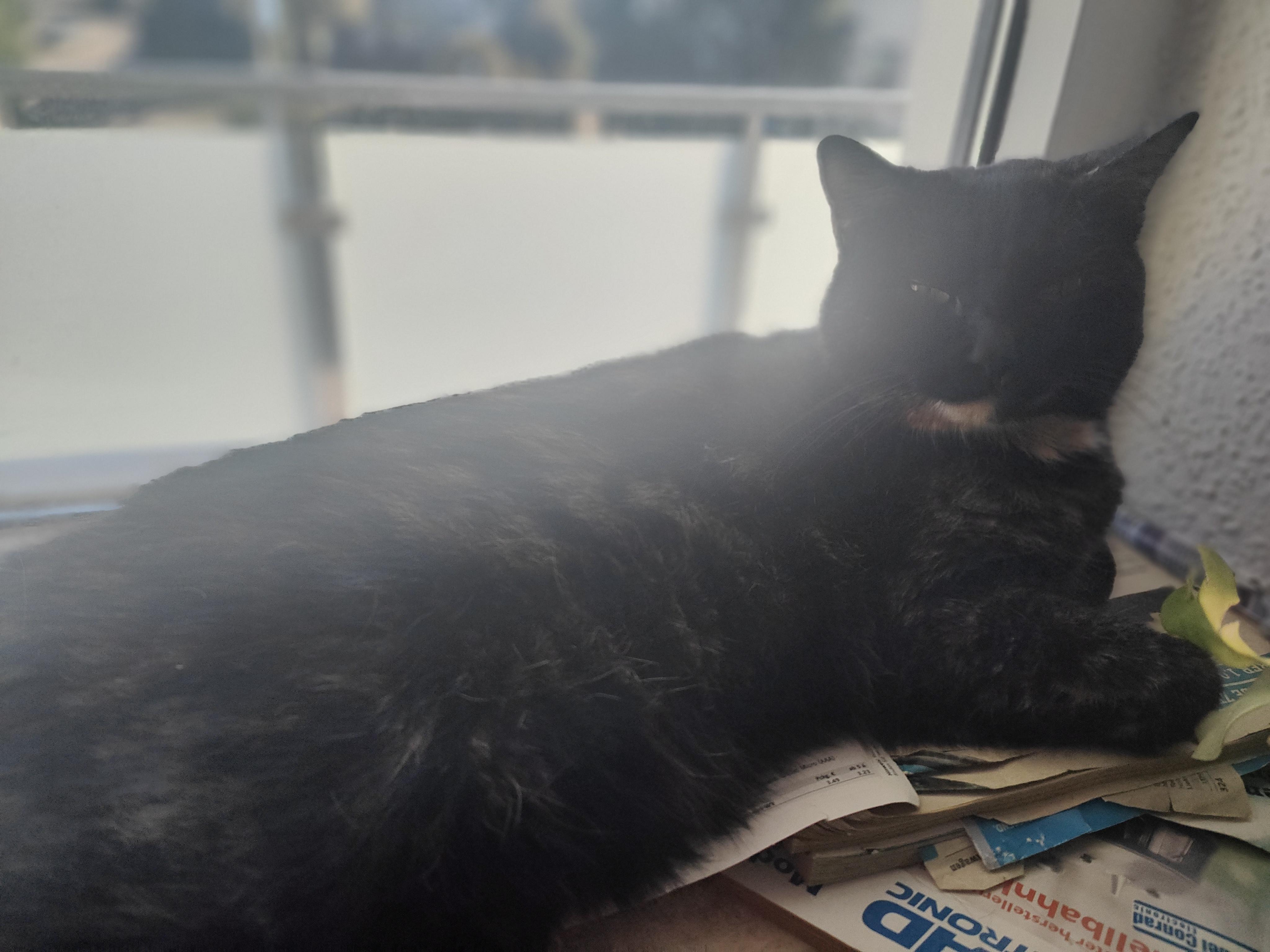 (OC)Paula doing a blep while her sister Kleo is getting enlightened. | Scrolller