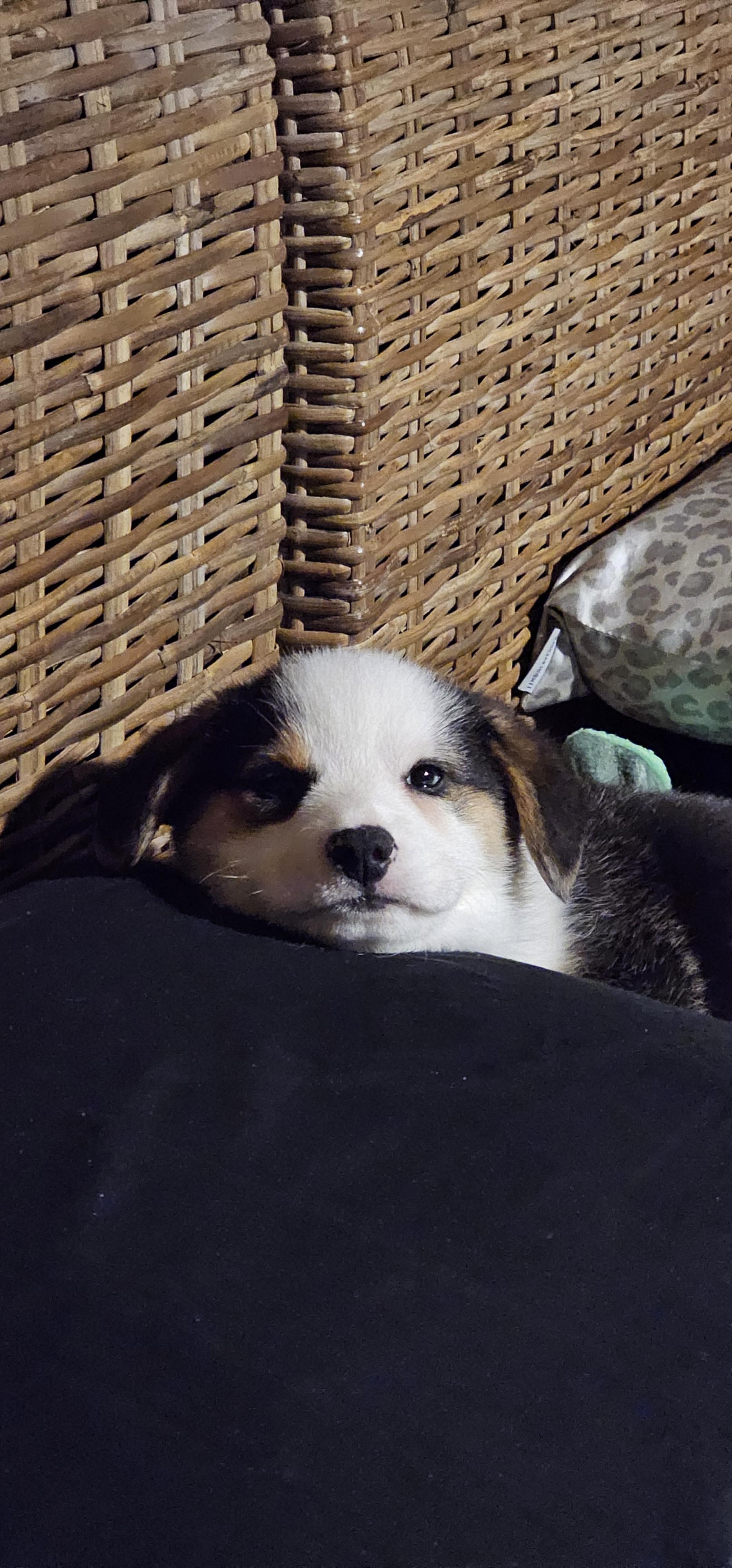 Say hello to our new child Milo :) | Scrolller