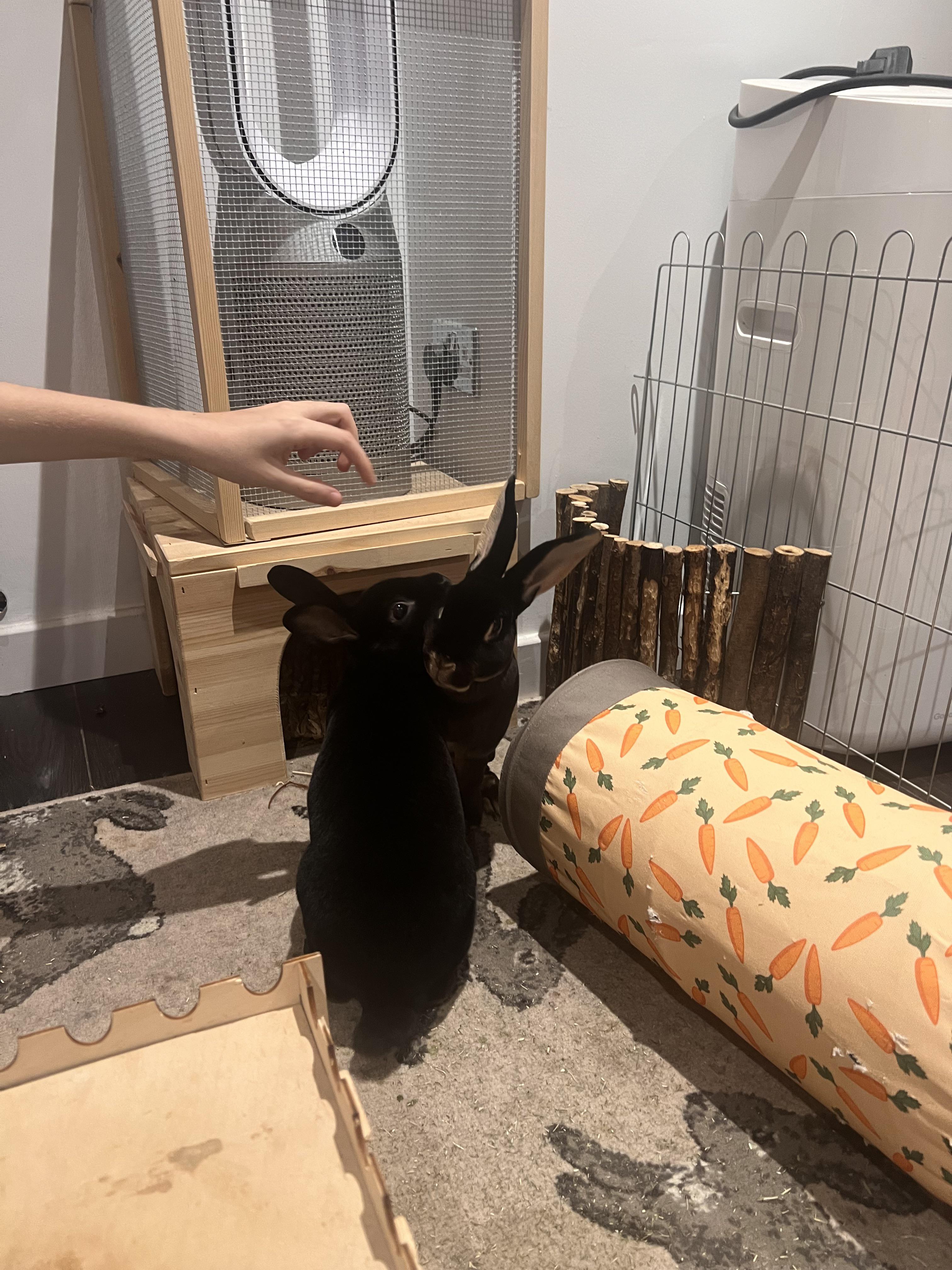 Everyone.. meet Miko and John!! | Scrolller