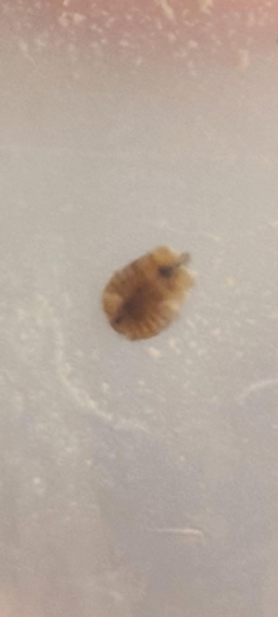 Does this look like a bedbug shell? | Scrolller