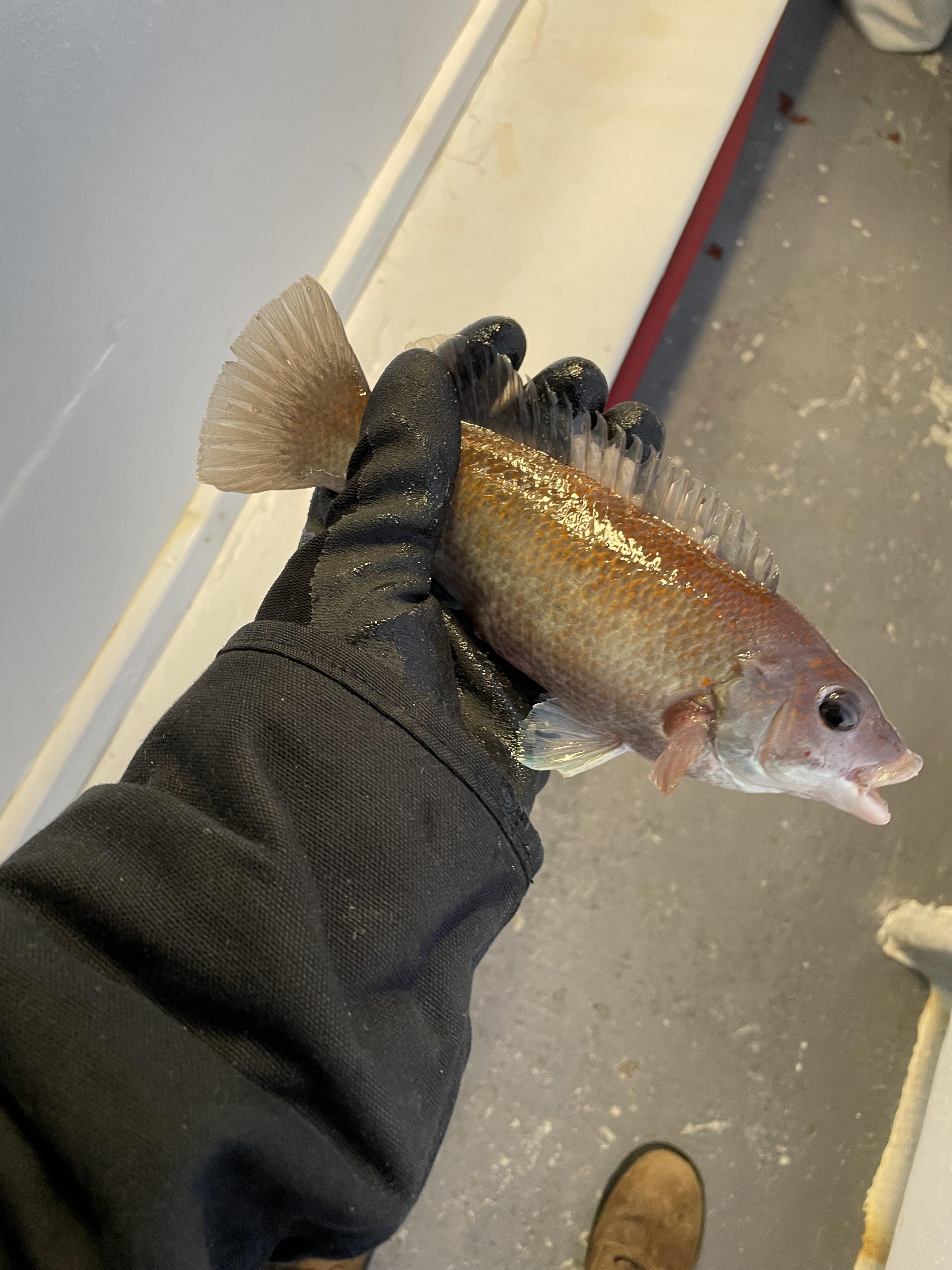 Atlantic Cod this morning | Scrolller