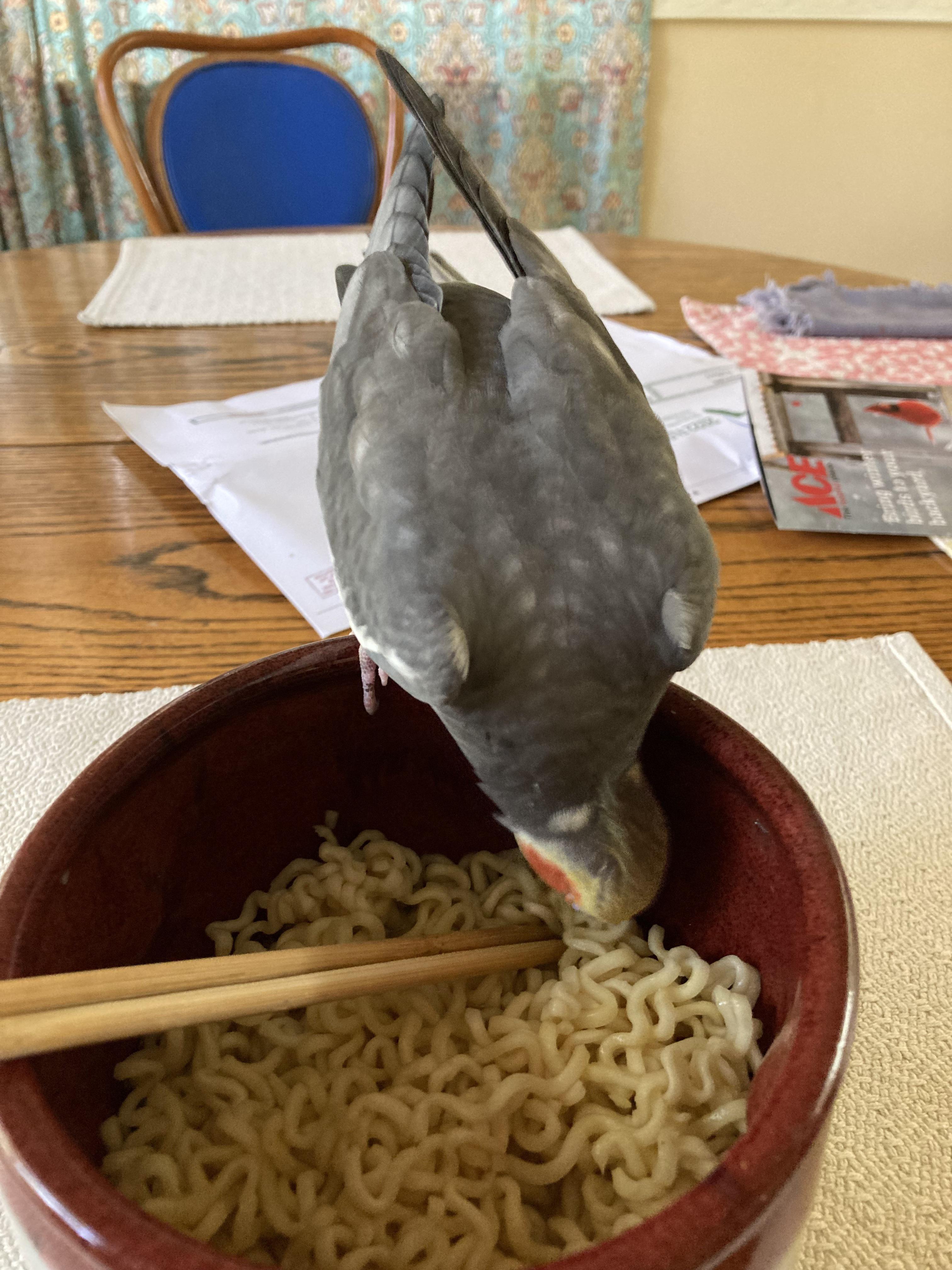 Noodle theif | Scrolller