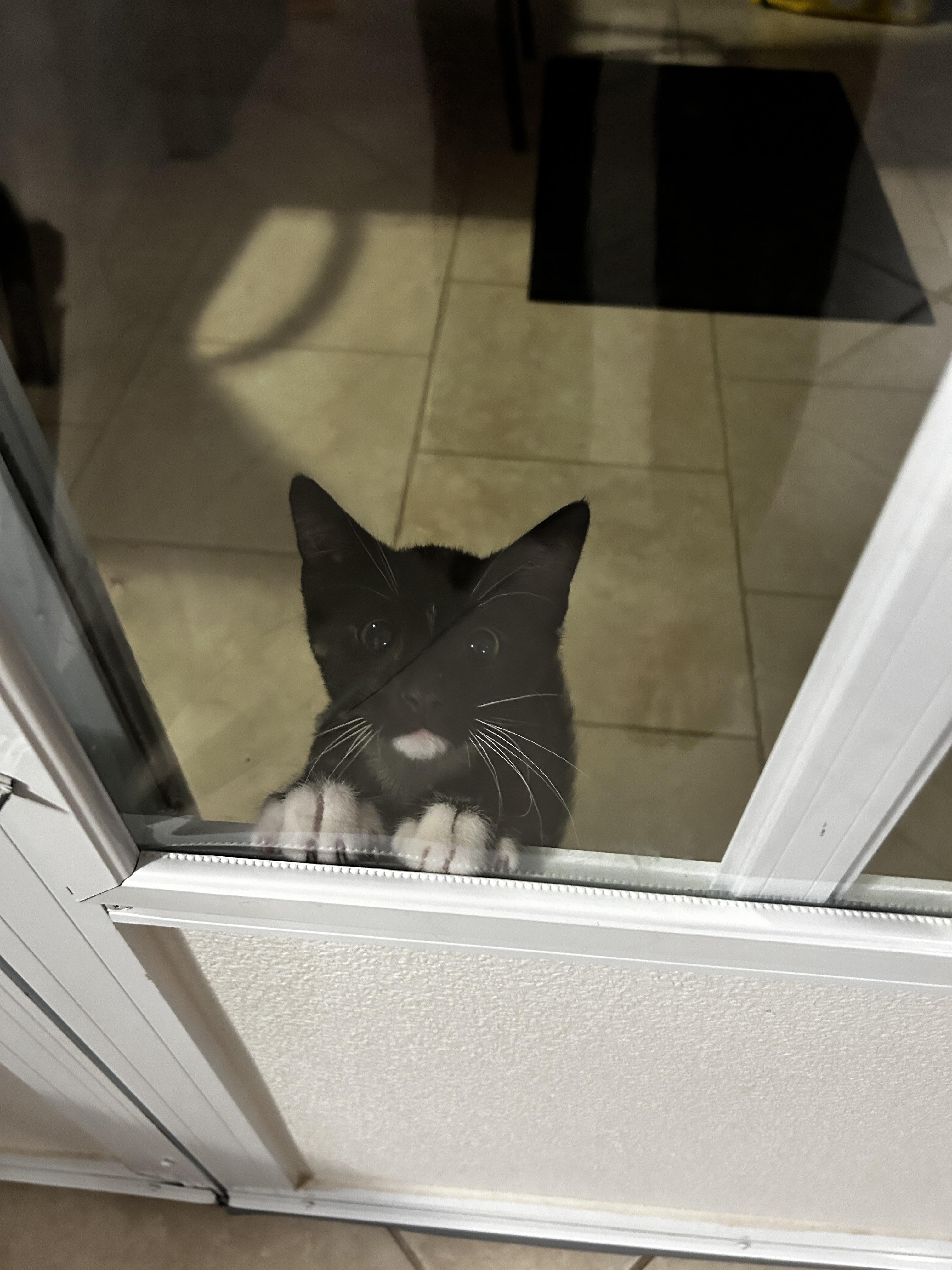 Gato Perdido/ Missing Cat | Scrolller