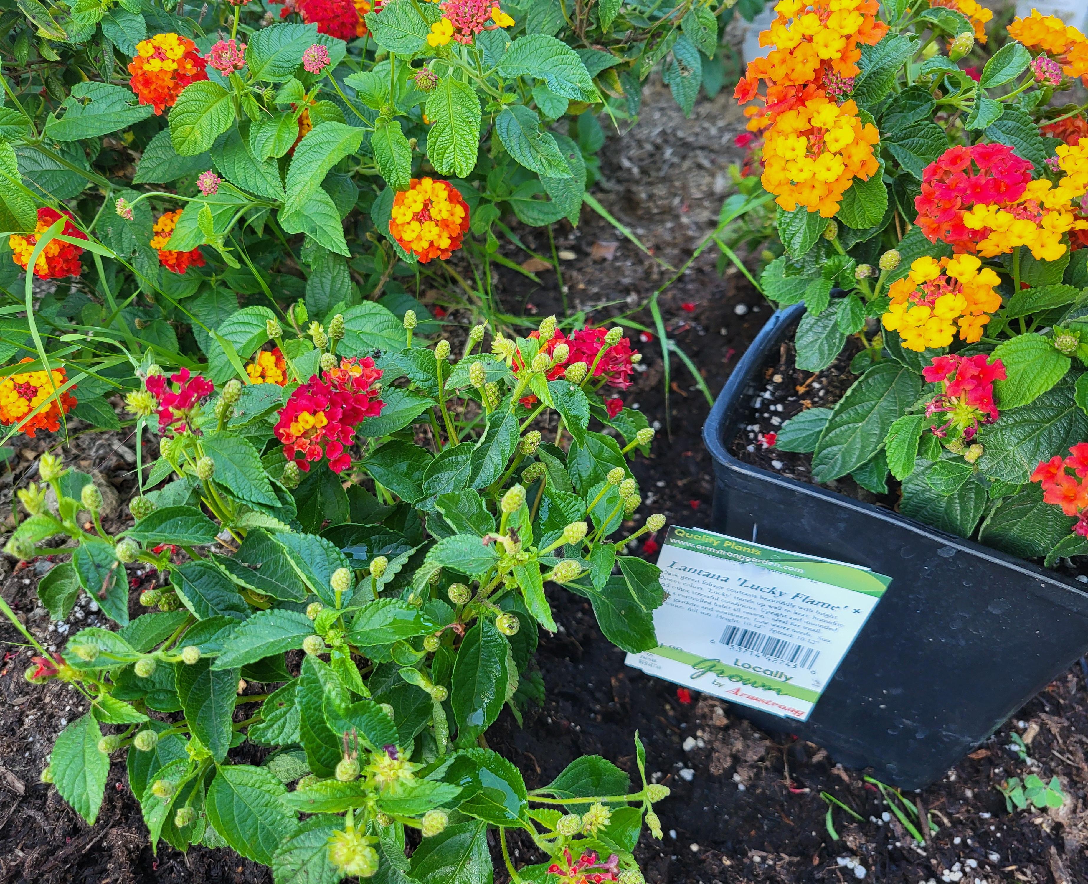 Why are these lantanas not blooming? | Scrolller