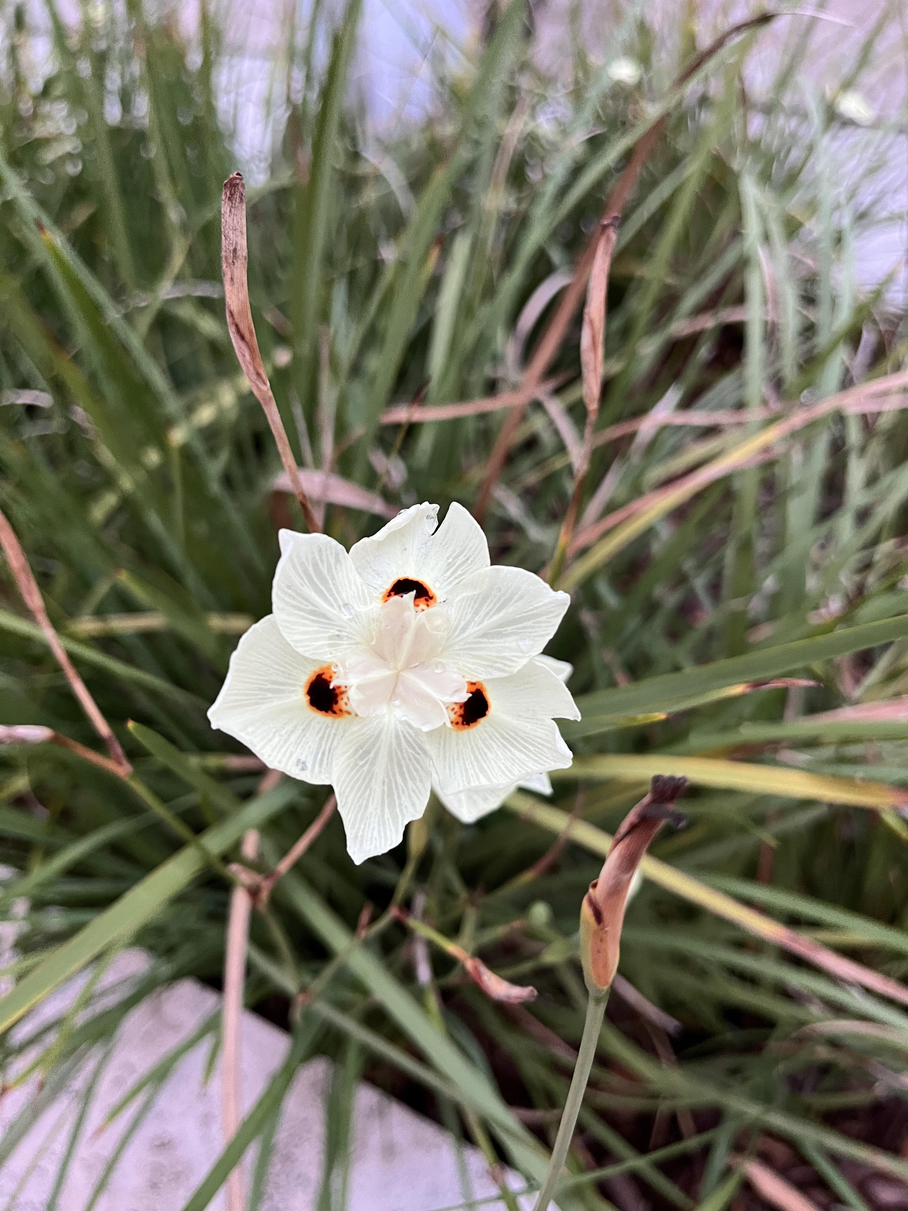 Identify this plant ? | Scrolller