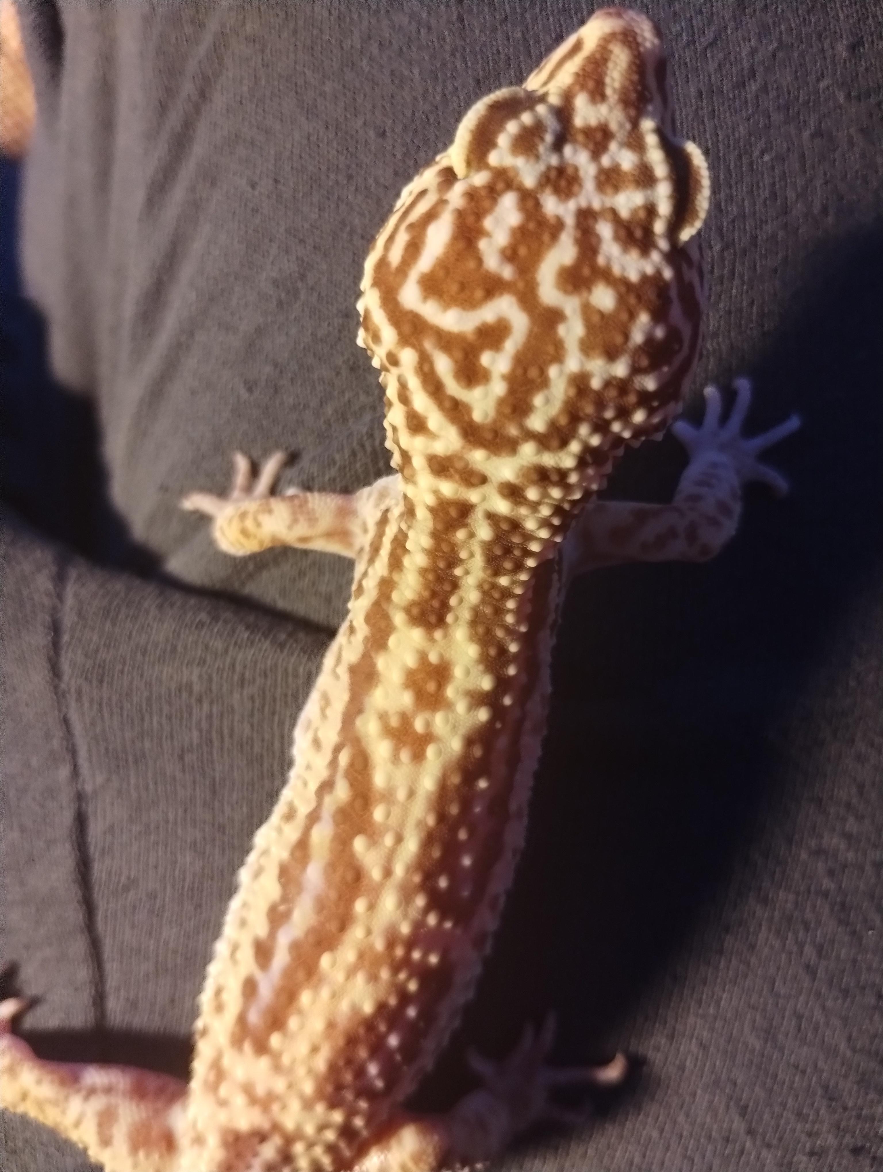Leopard gecko mass/rib issue?? | Scrolller