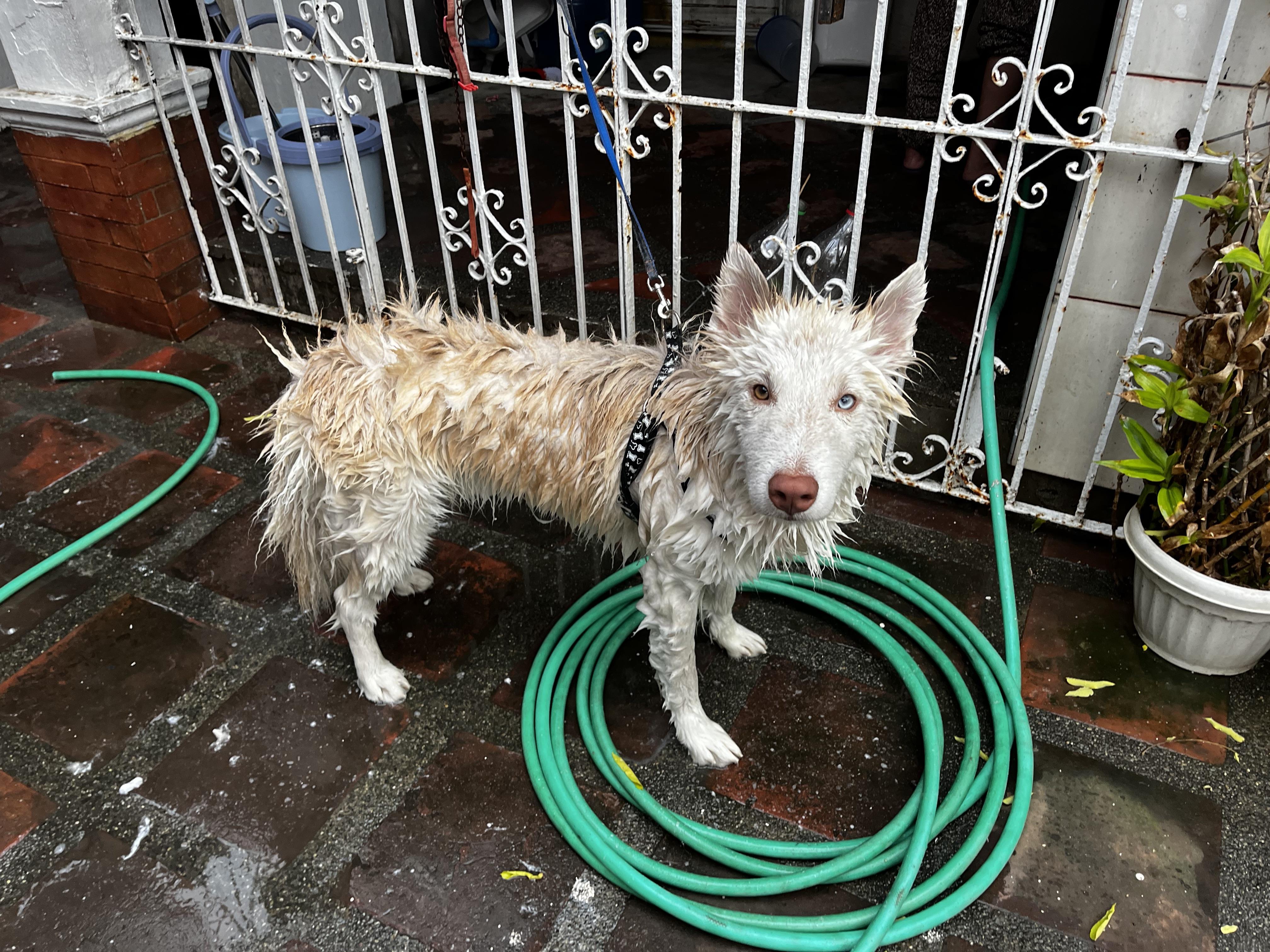 Post bath zoomies | Scrolller