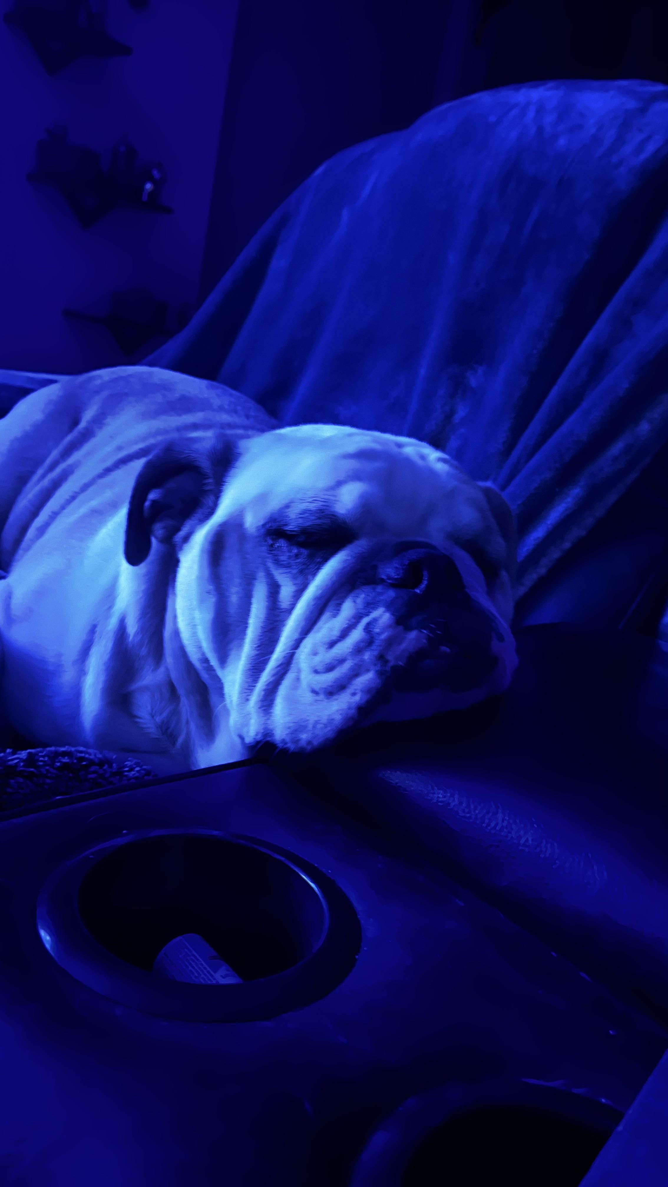 Regal beast | Scrolller