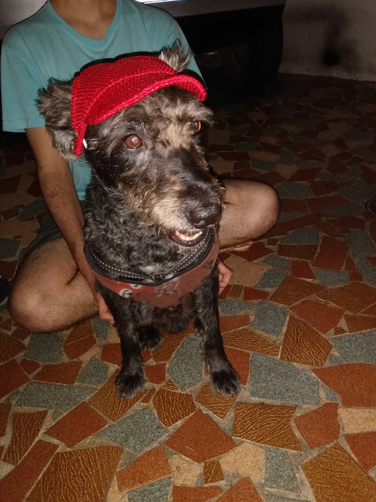 [OC] Super Mario Pup. | Scrolller