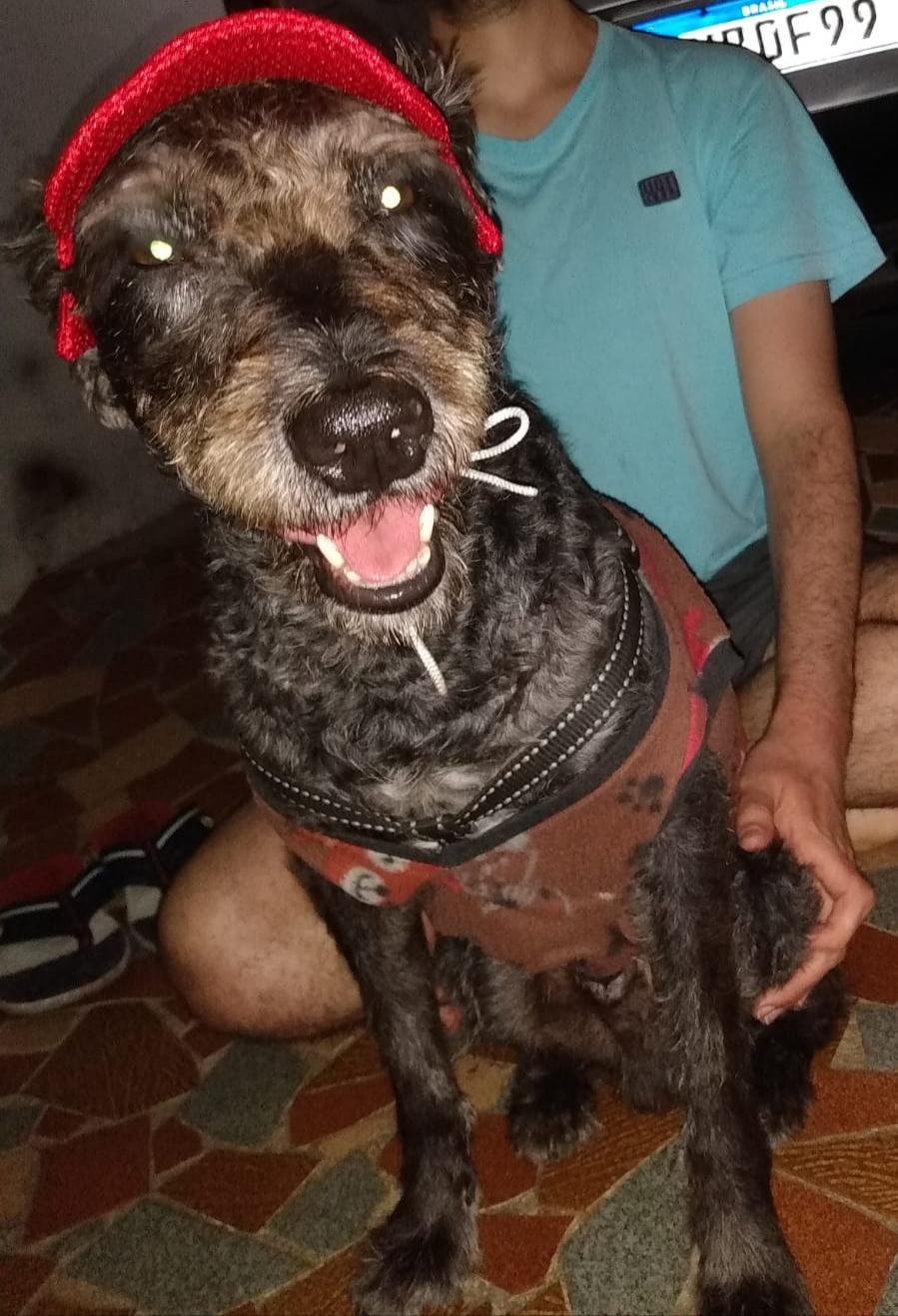 [OC] Super Mario Pup. | Scrolller