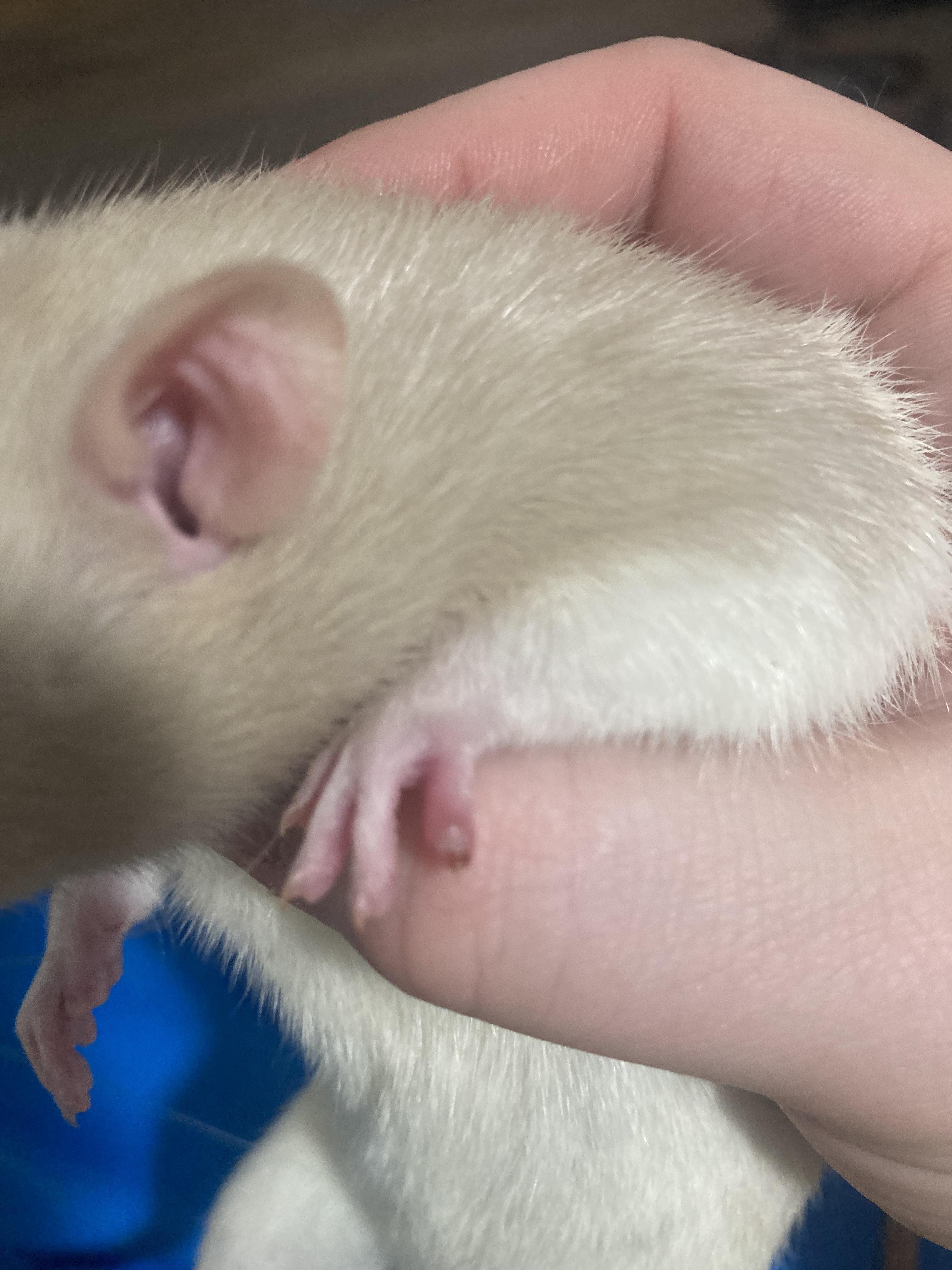 Infected nail? | Scrolller