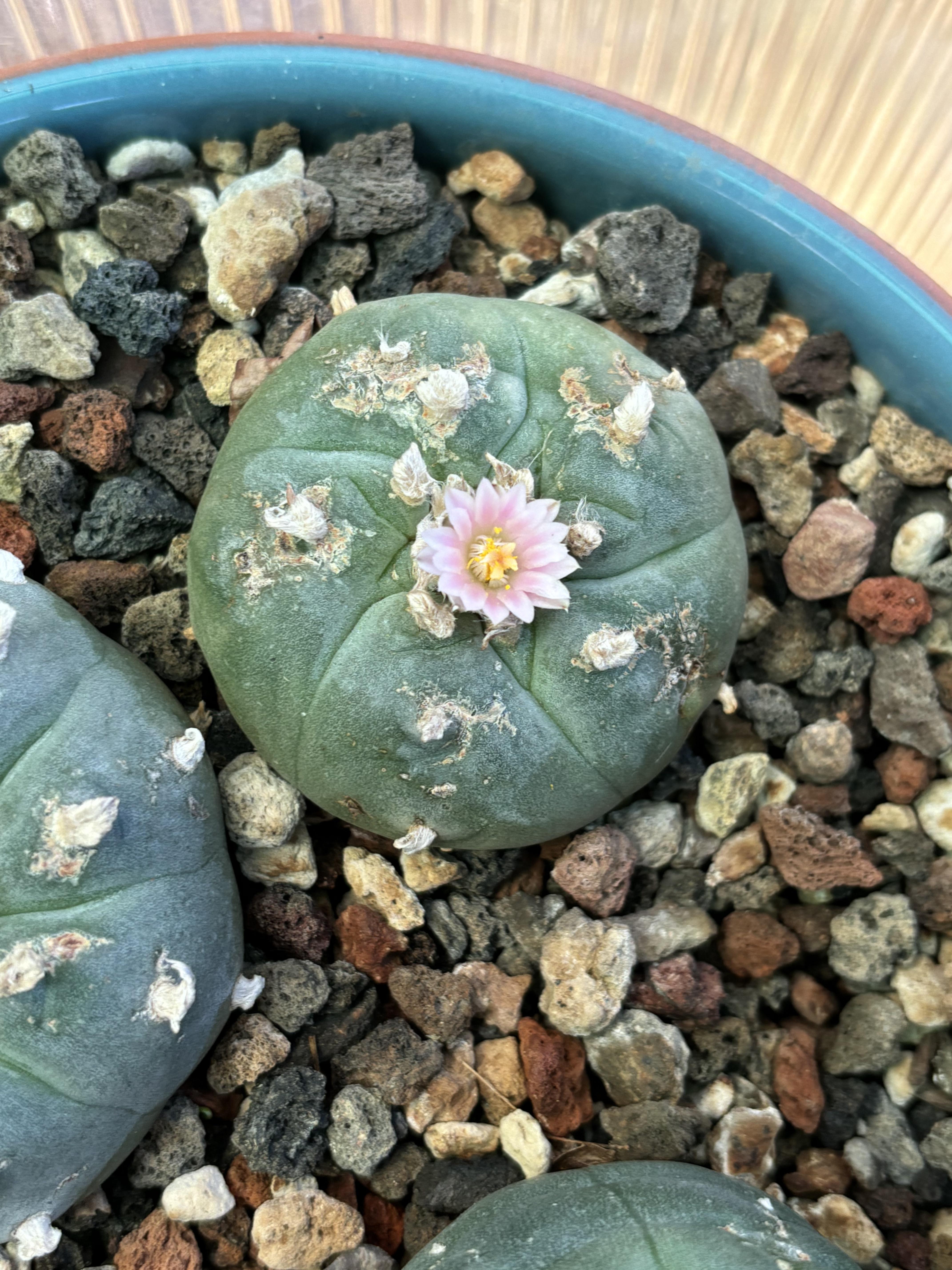 Some blooms from this morning! | Scrolller