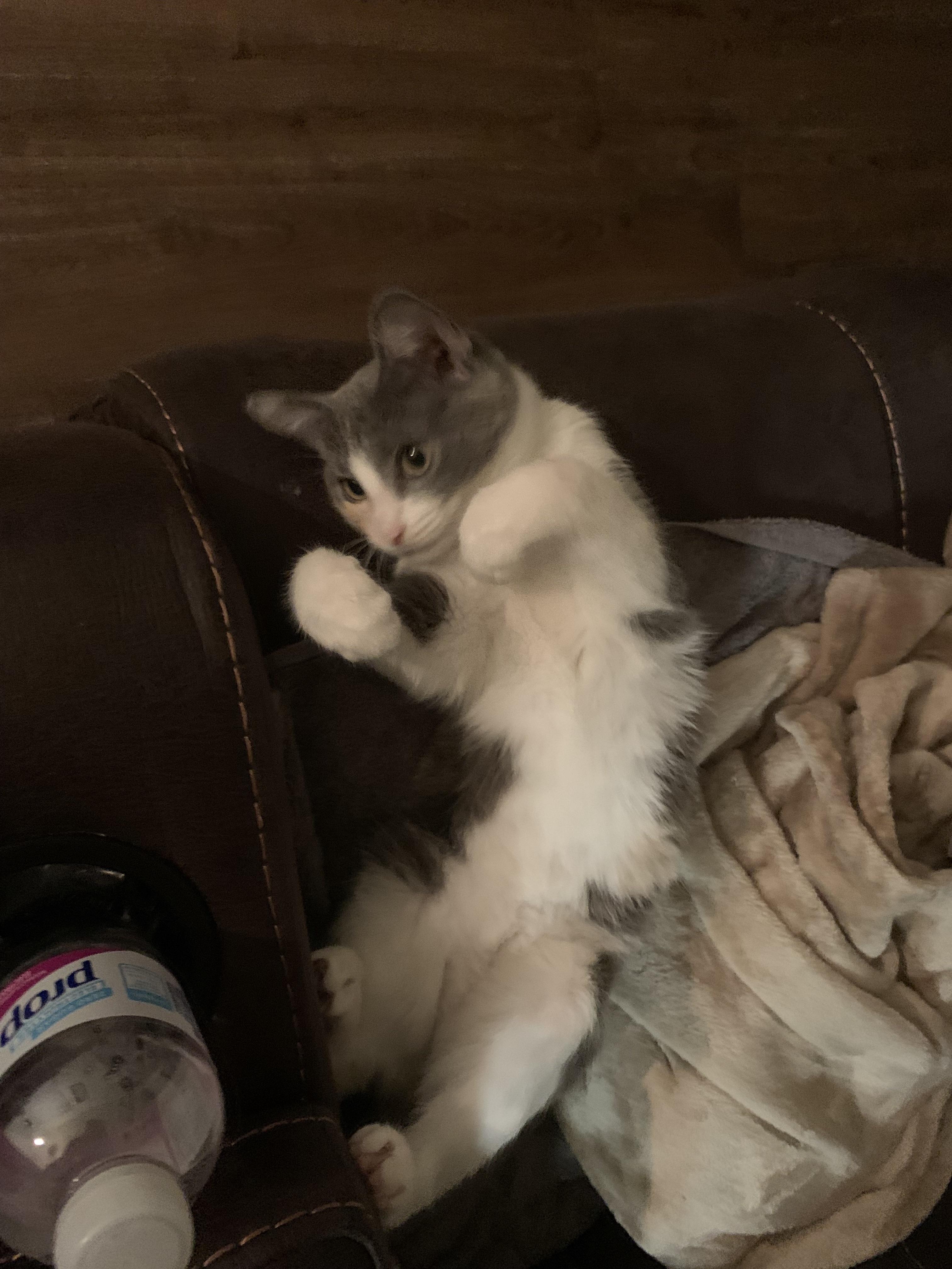 Kitten belly | Scrolller