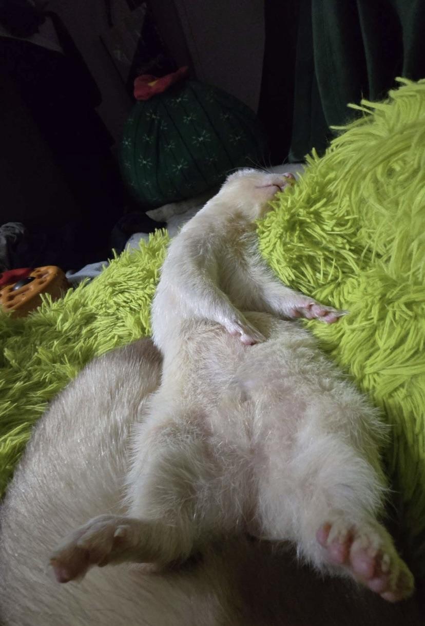 Sleepin like he pay the damn bills | Scrolller