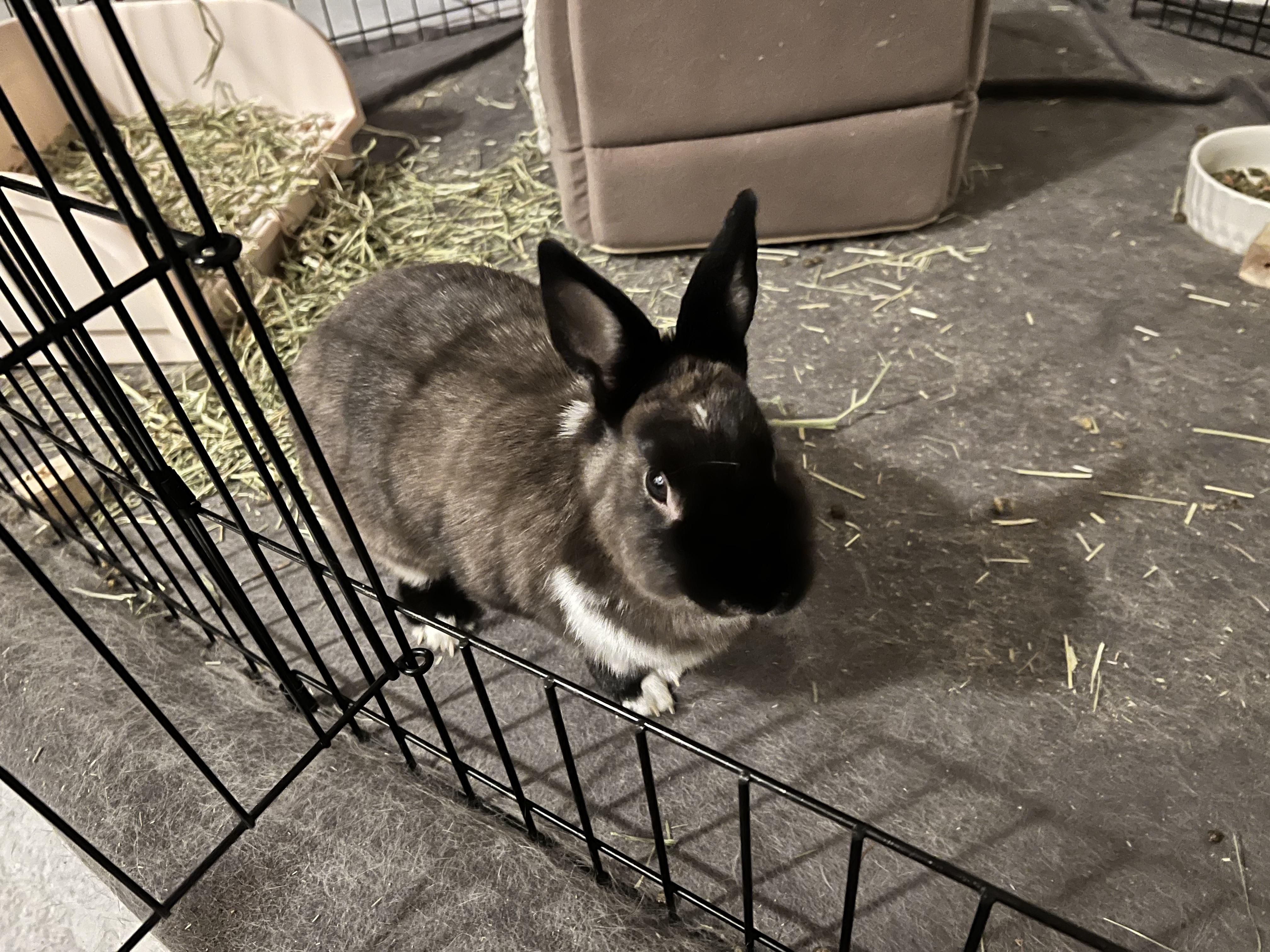 Discover more like Rabbits: What breed is this bun? and Related Content | Scrolller