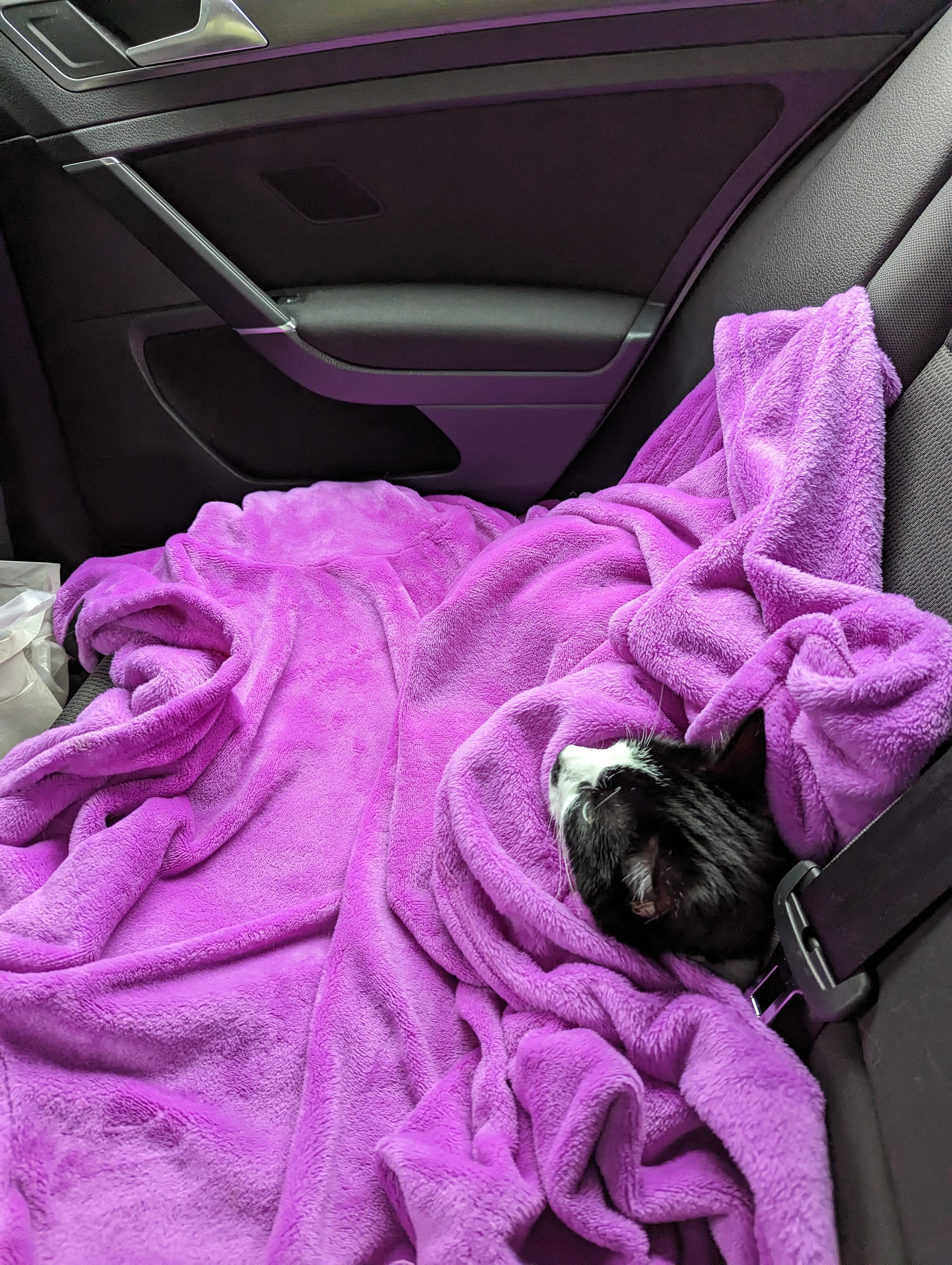 (OC) My cat is snoodled in the car on a road journey | Scrolller