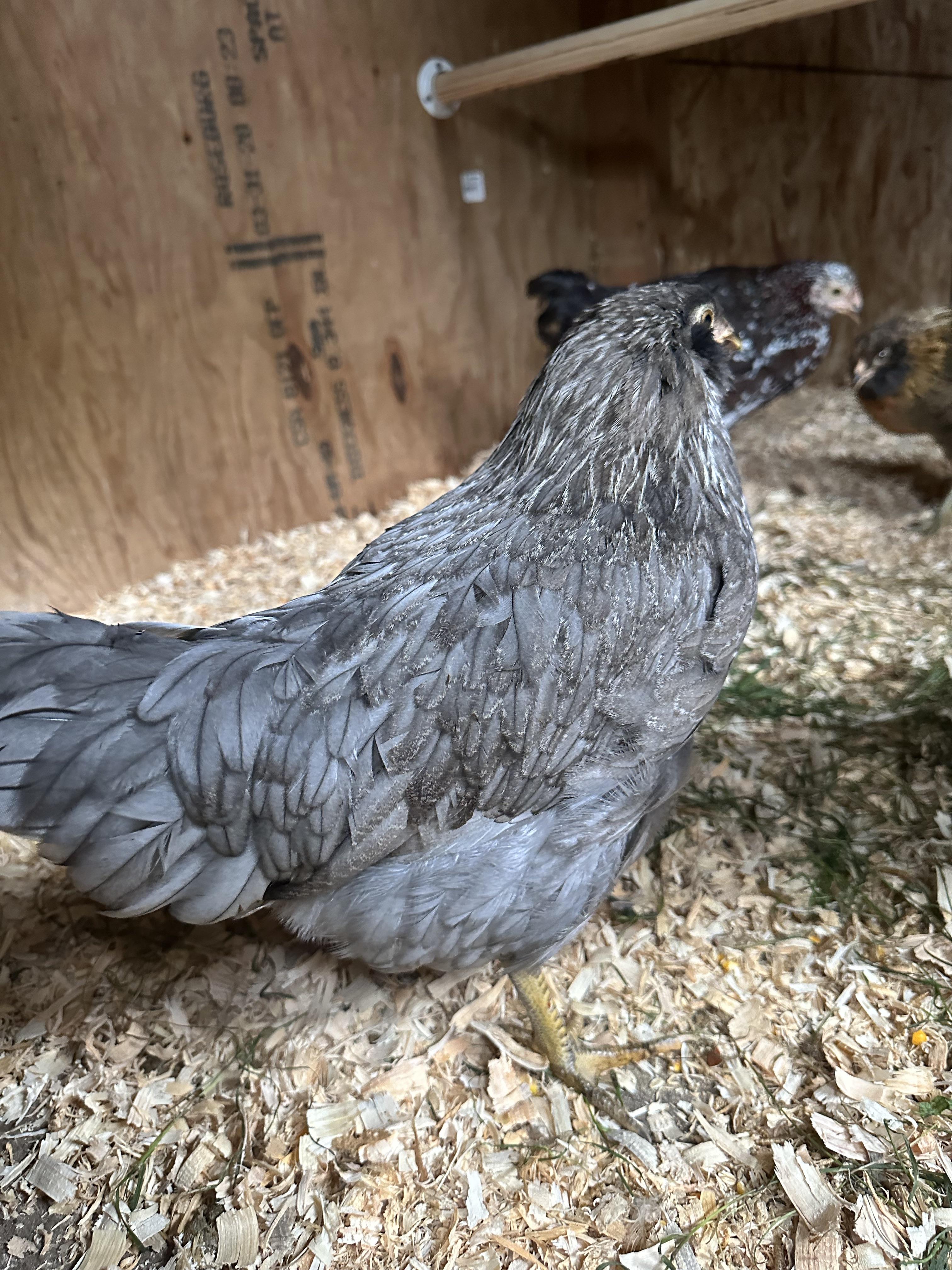 First time chicken owner! Did I get all hens? | Scrolller