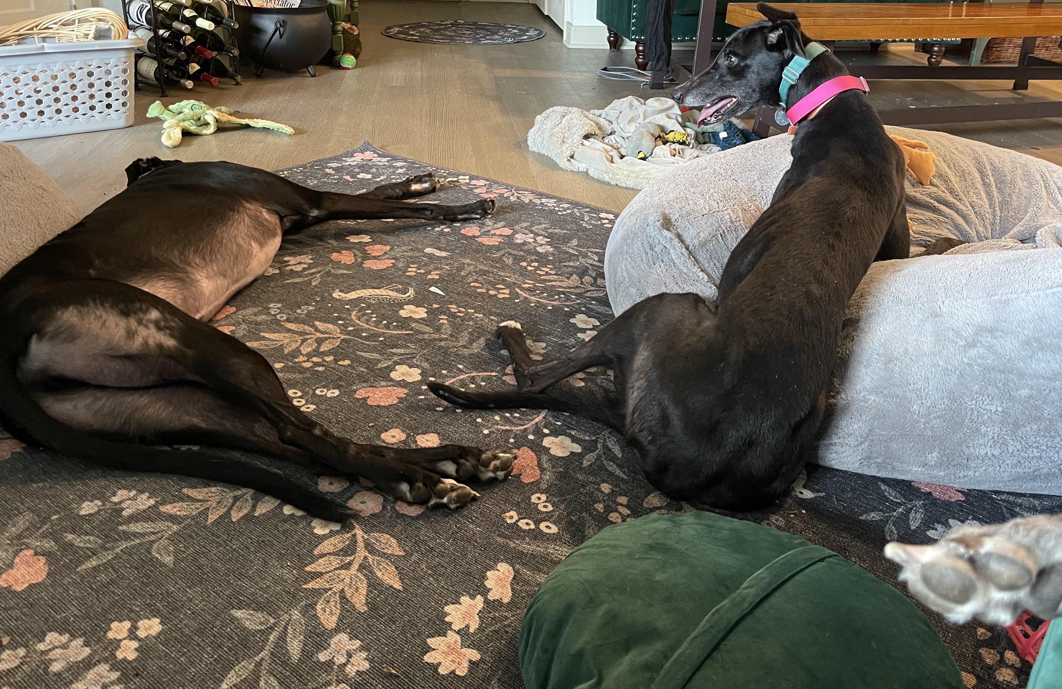 Discover more like Greyhounds: Bed Fail and Related Content | Scrolller