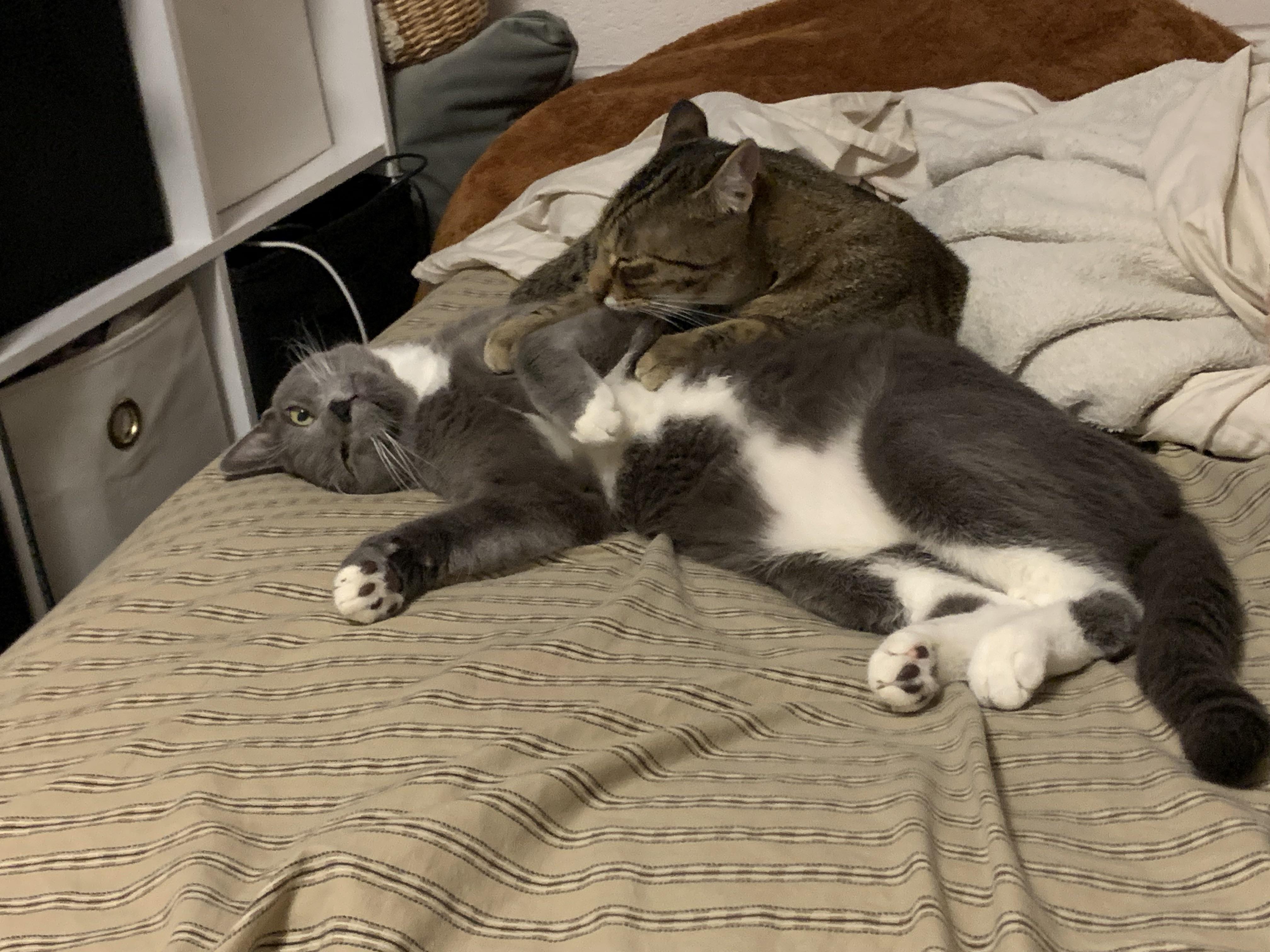 Here’s a series of Brick (gray kitty) and Stus (tabby) in weird ...