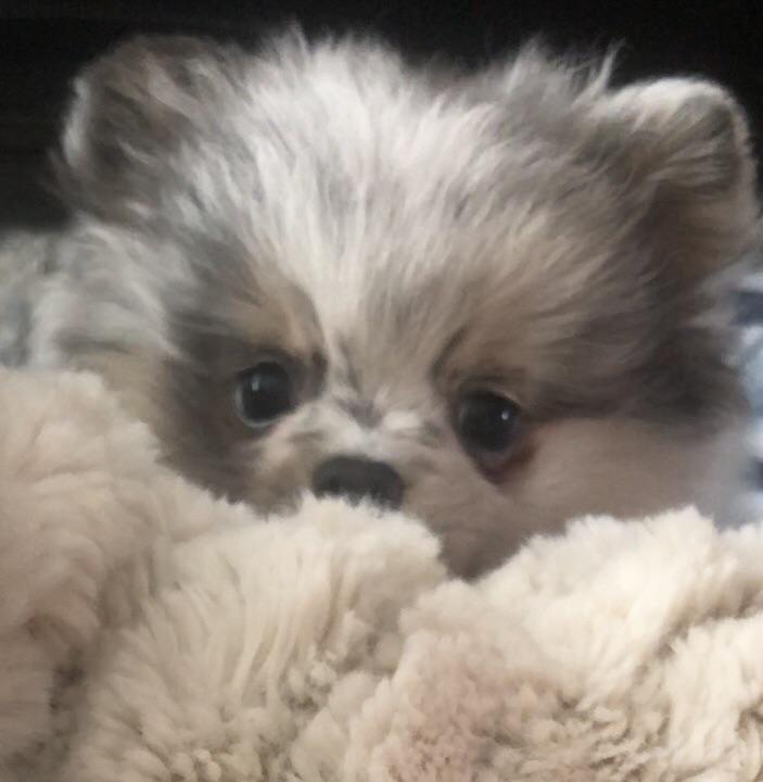 More Chloe bear by request! | Scrolller