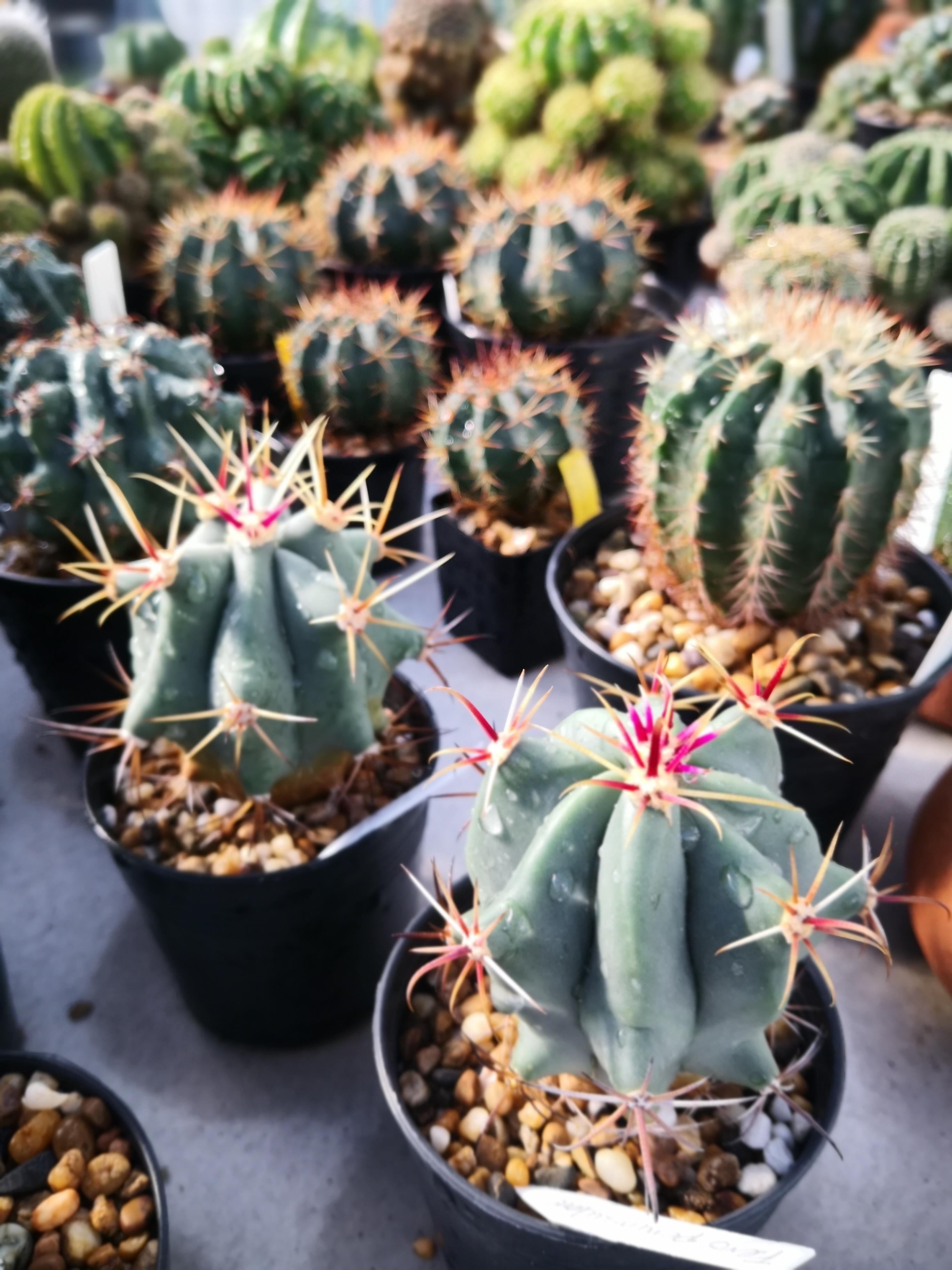 Discover more like Cactus: HNY 2024 to every one:) and Related Content | Scrolller