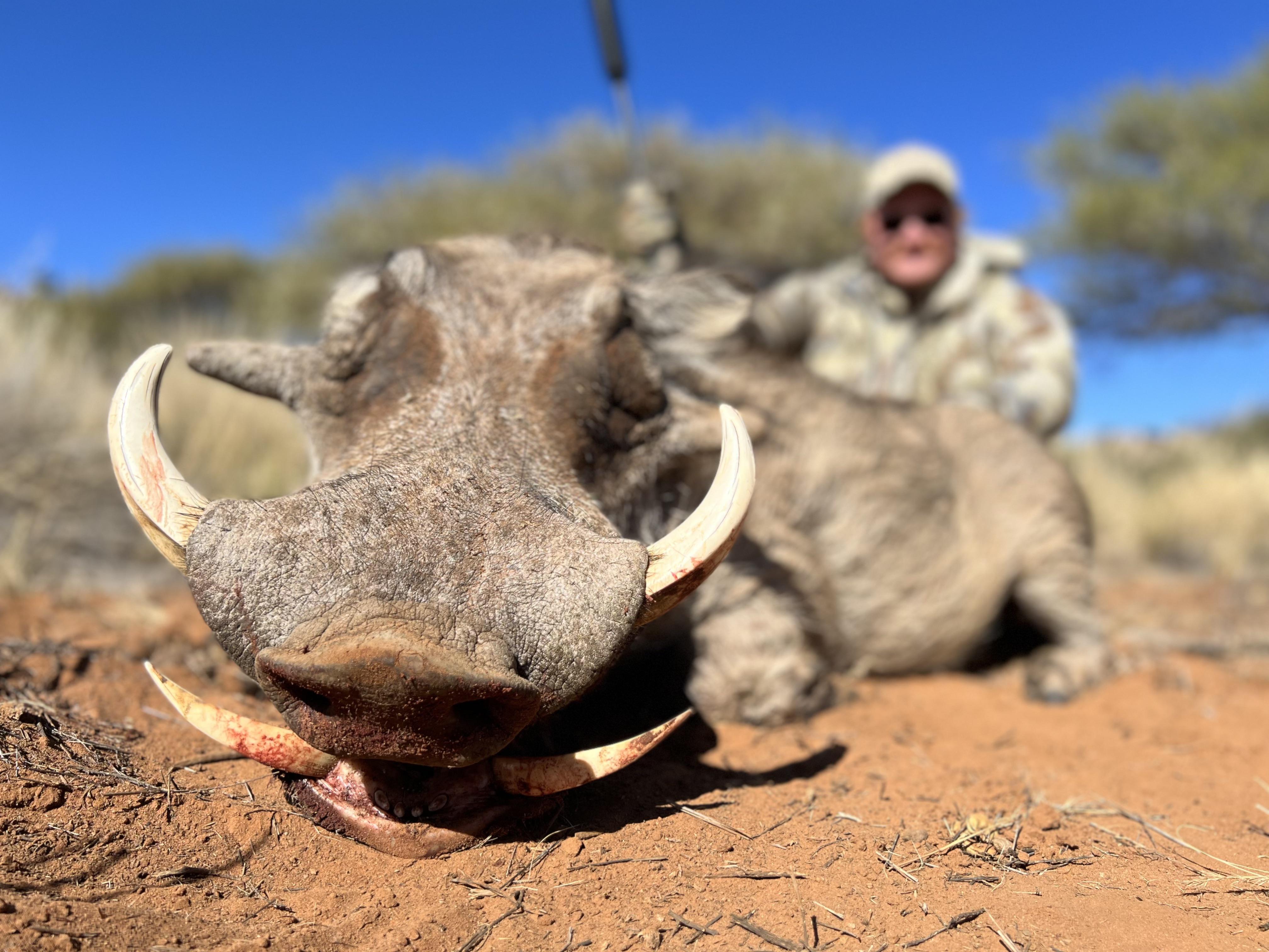 Warthog I got a shot at. | Scrolller