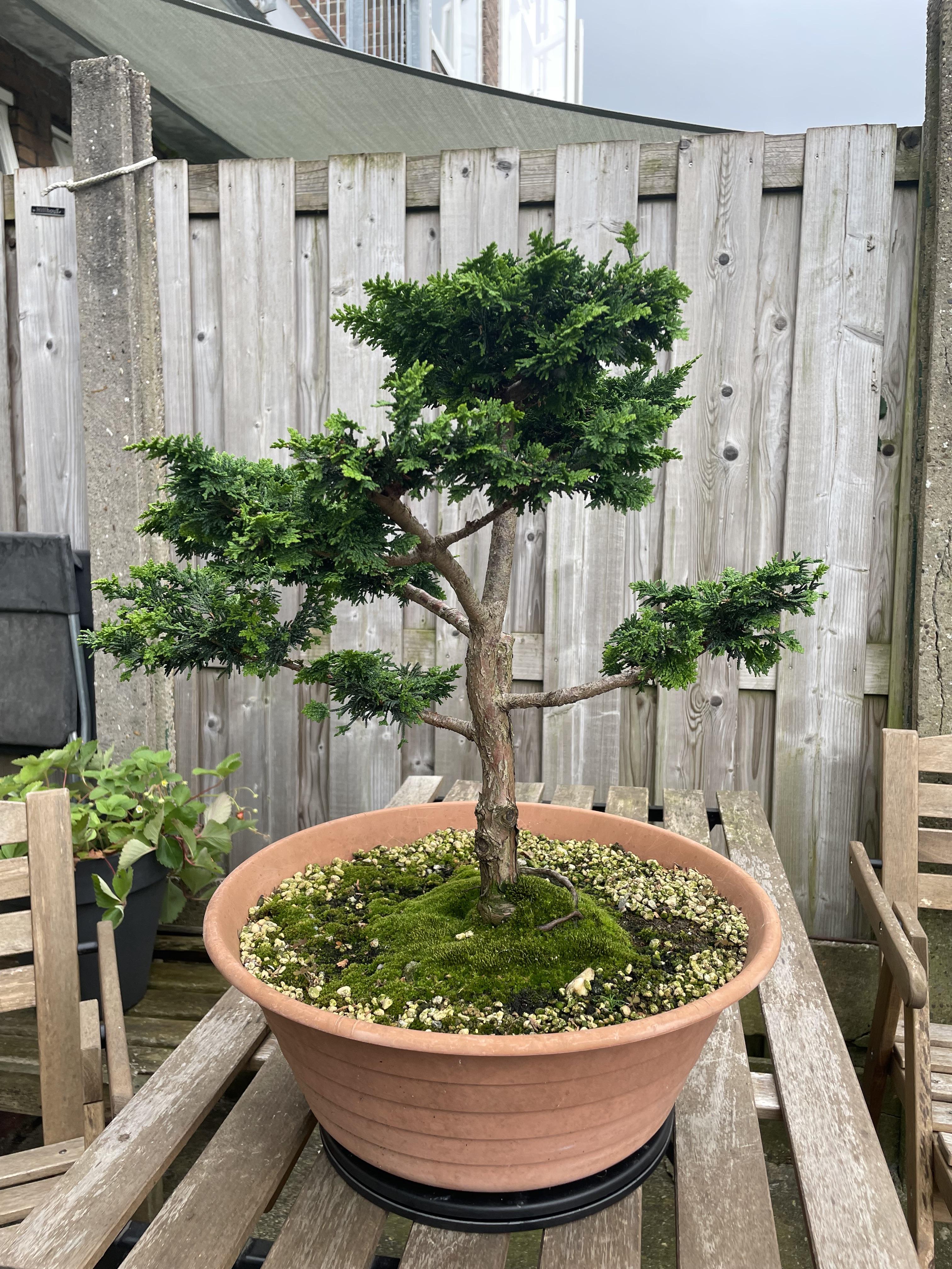 Next step for this Hinoki? | Scrolller
