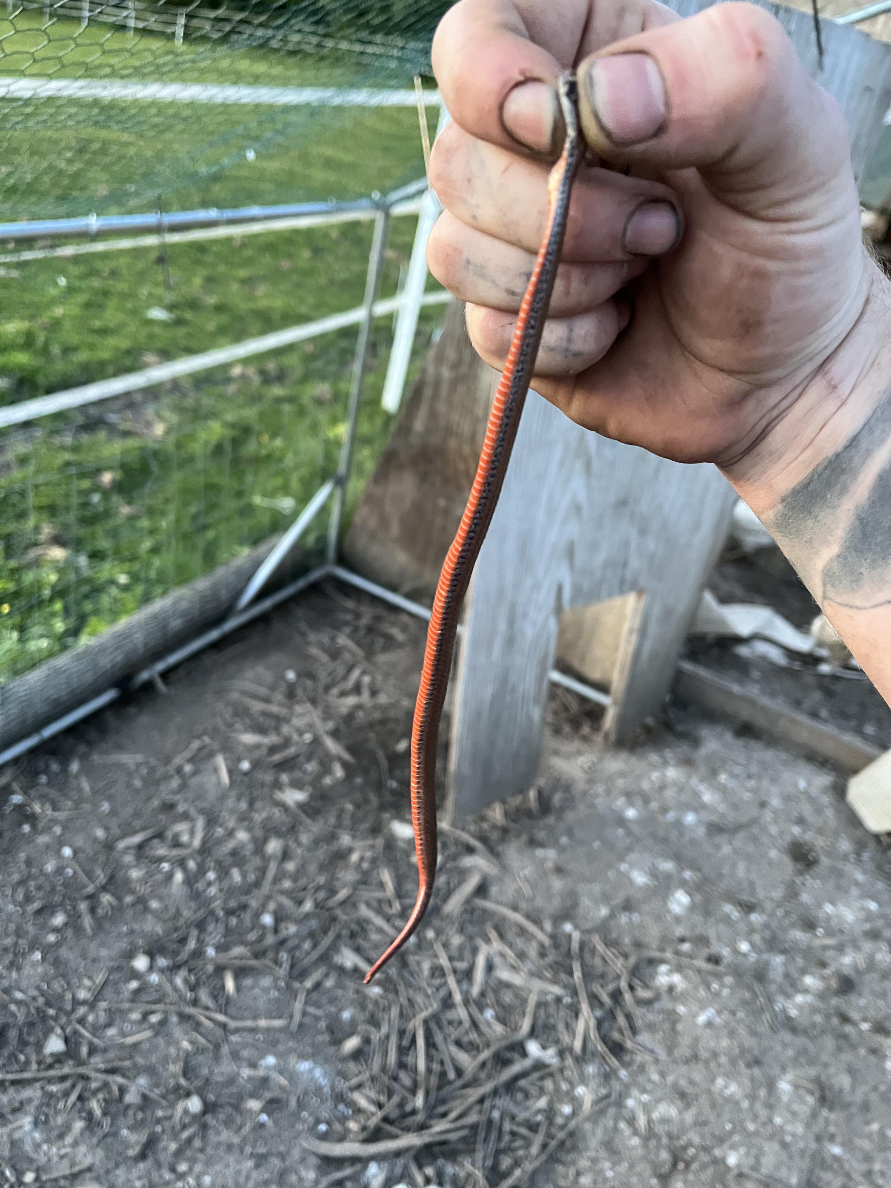 ID request: upstate NY | Scrolller