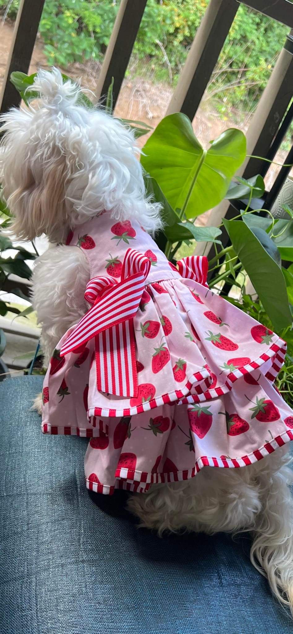 My little sister' Bday 🎂🥳 | Scrolller