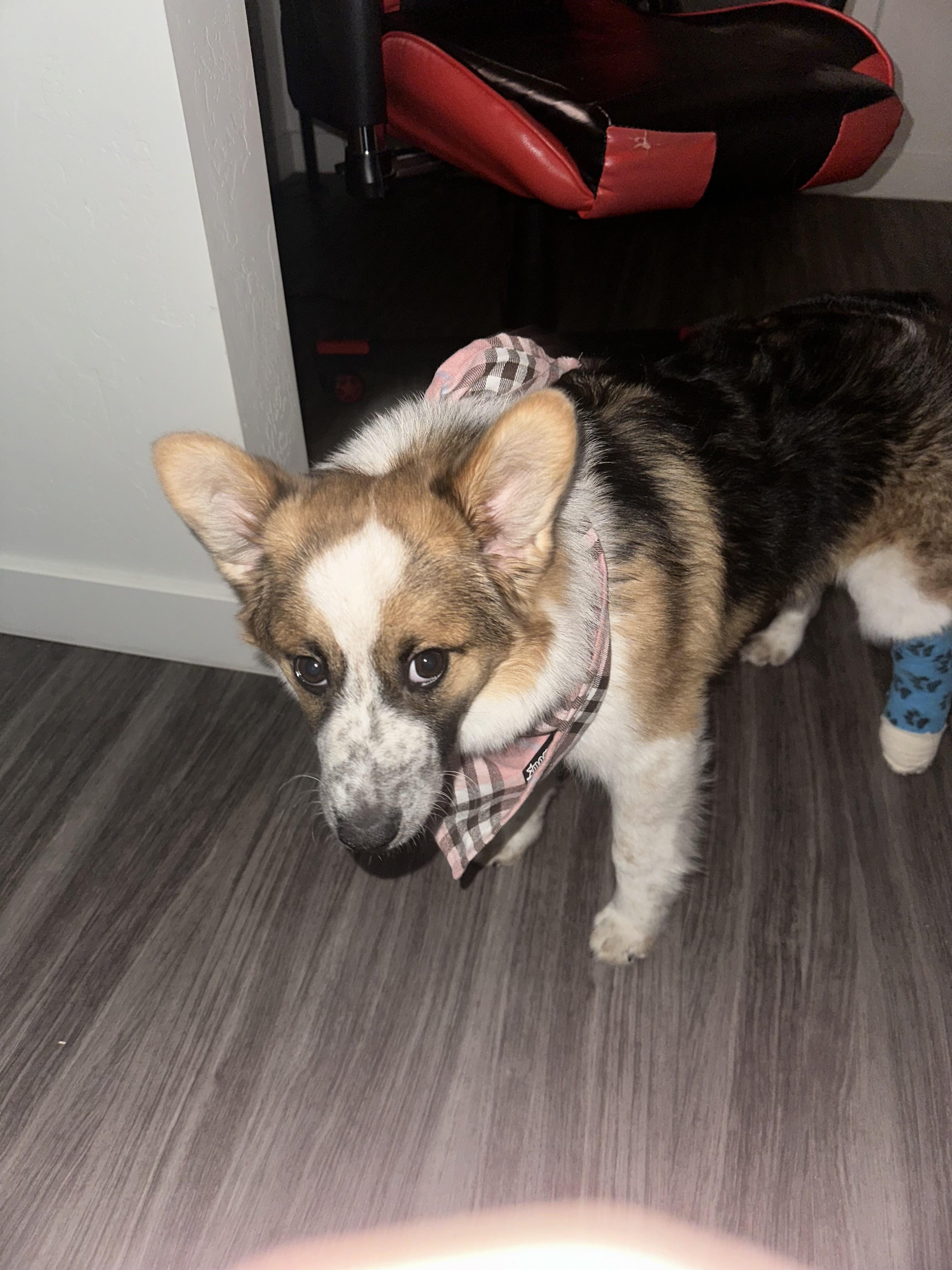 Discover more like Corgi: My beautiful Tapioca and Related Content | Scrolller