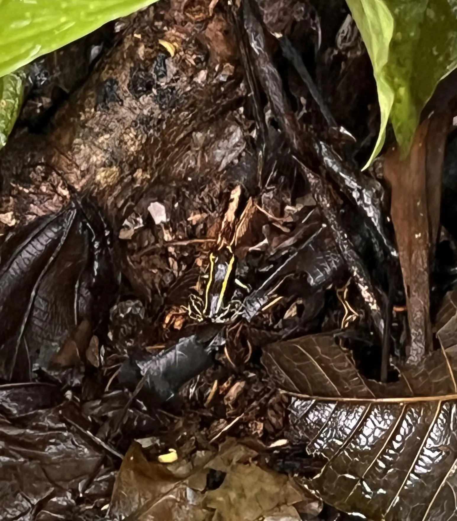 Identification Help | Scrolller