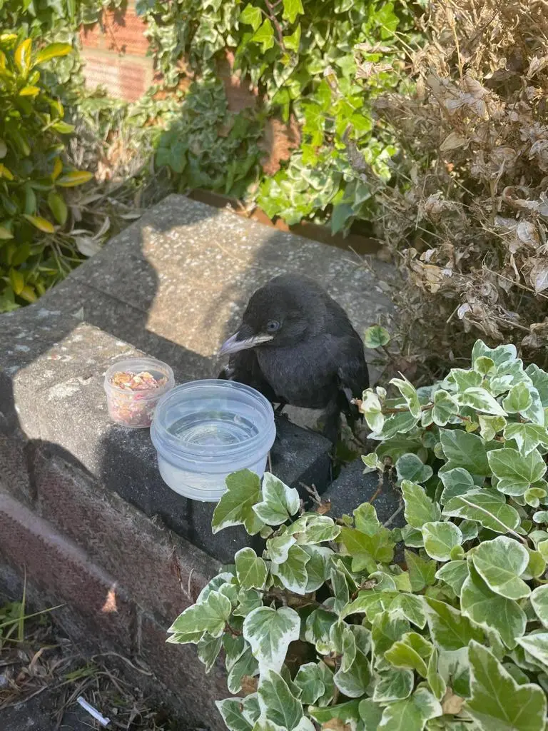 Identification help | Scrolller