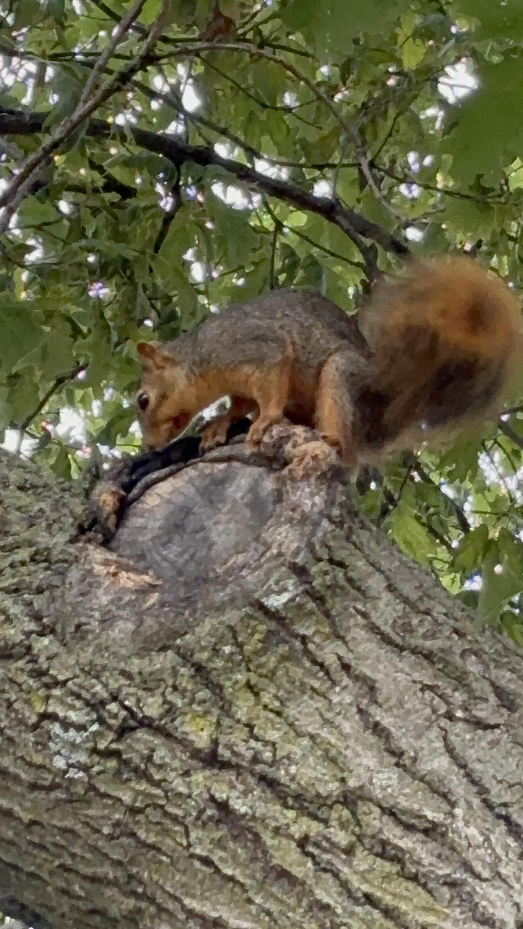 I wanted to share more pictures of squirrels | Scrolller