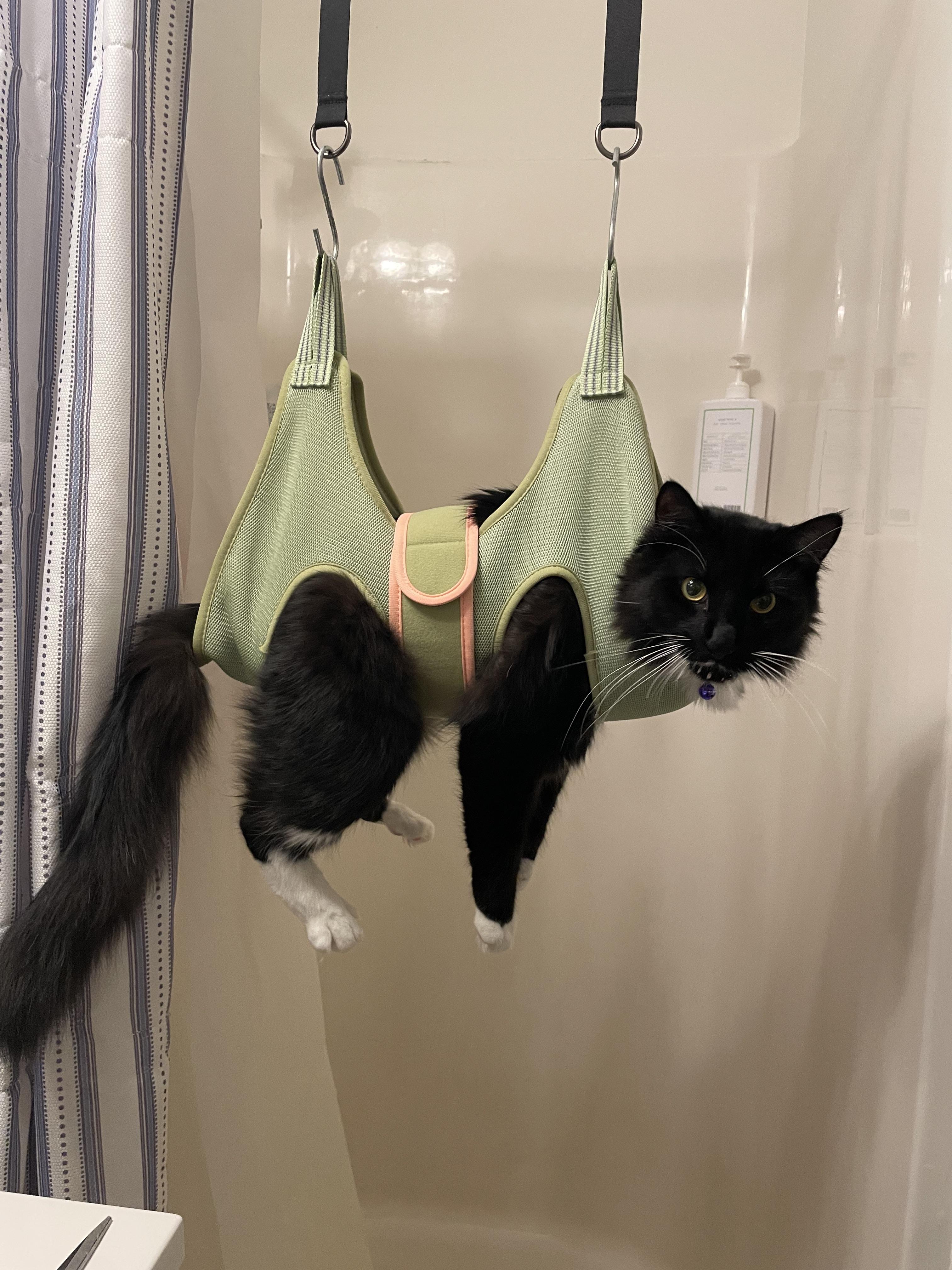 Swinging tuxie | Scrolller