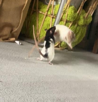 Some… action shots | Scrolller