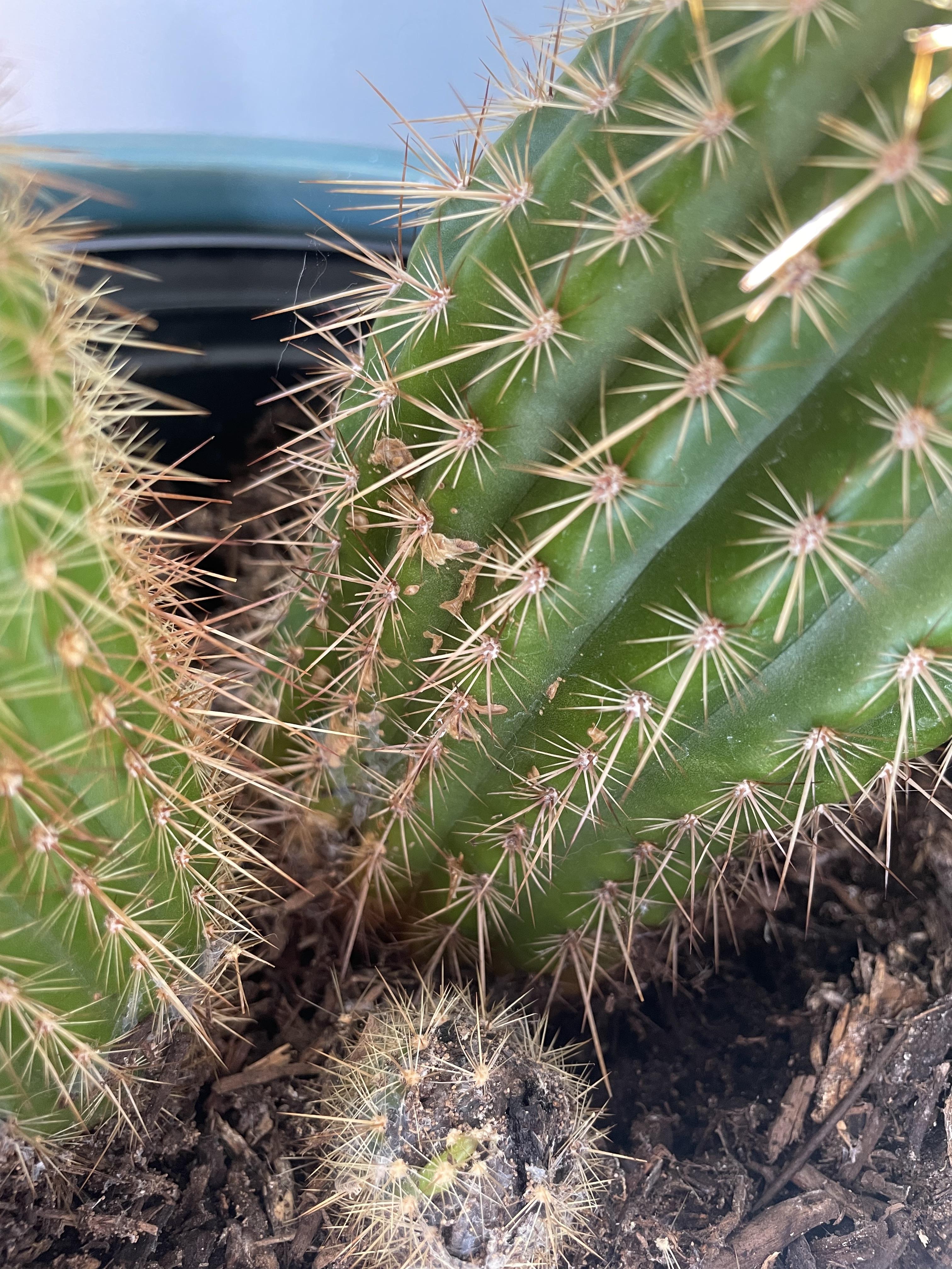Help! Black spots on cactus | Scrolller