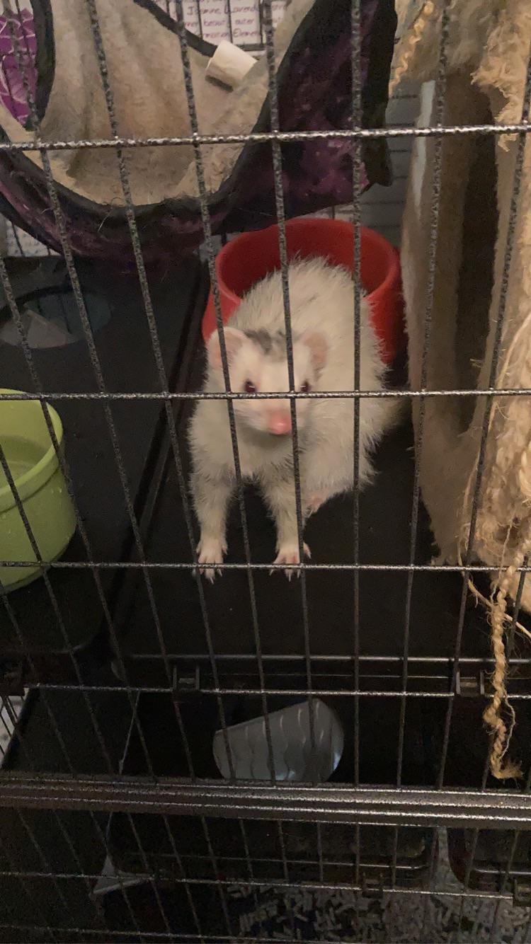 Got my very first stink noodle today 🥹 | Scrolller