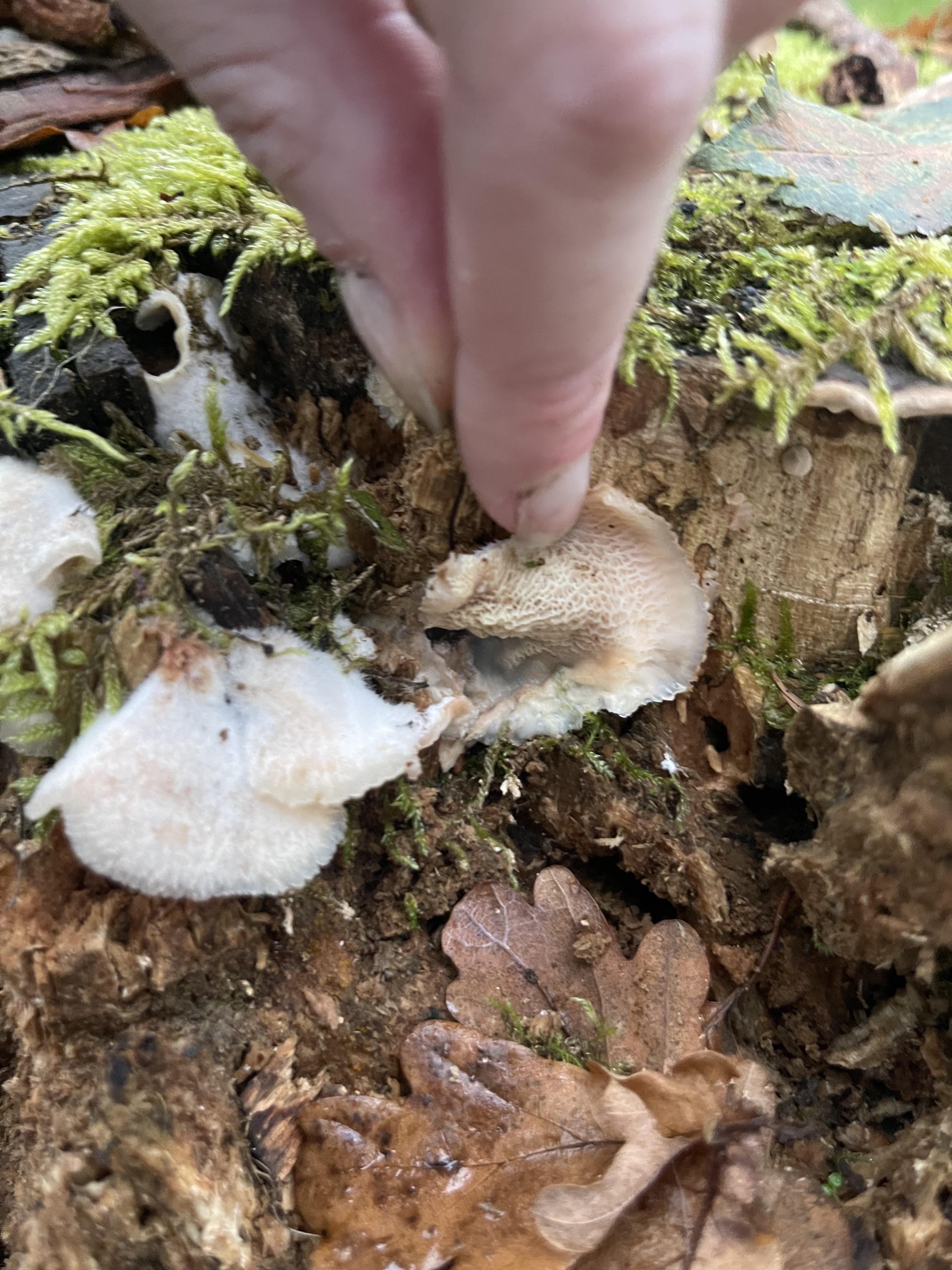 What is this mushroom? | Scrolller