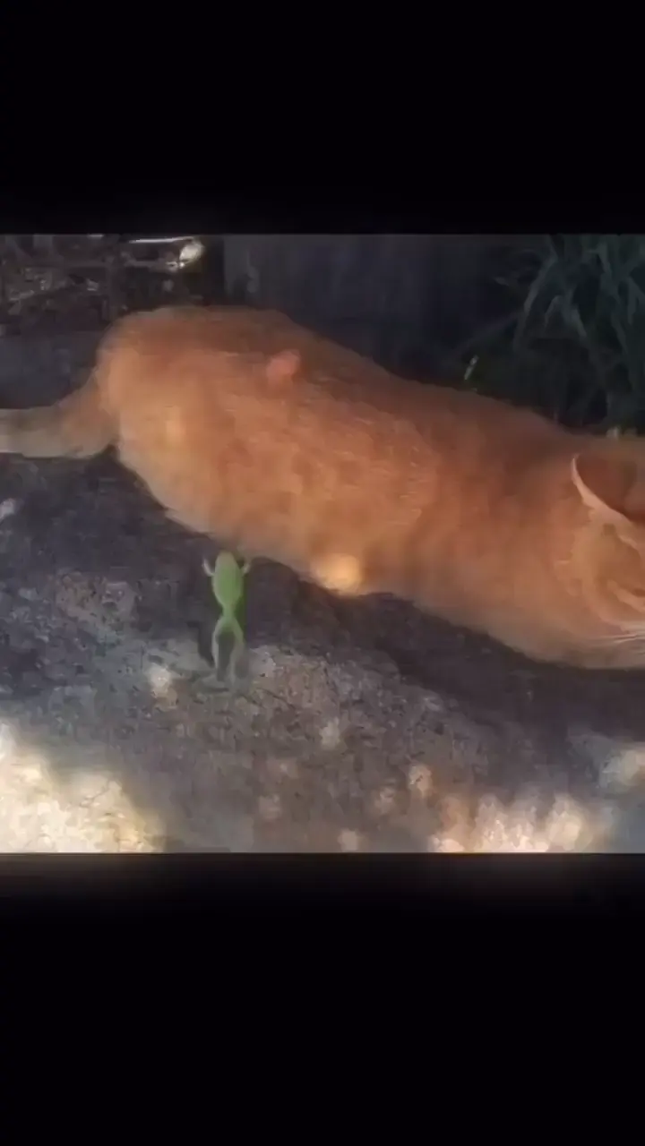 Ihaveihaveihave resurrection | Scrolller